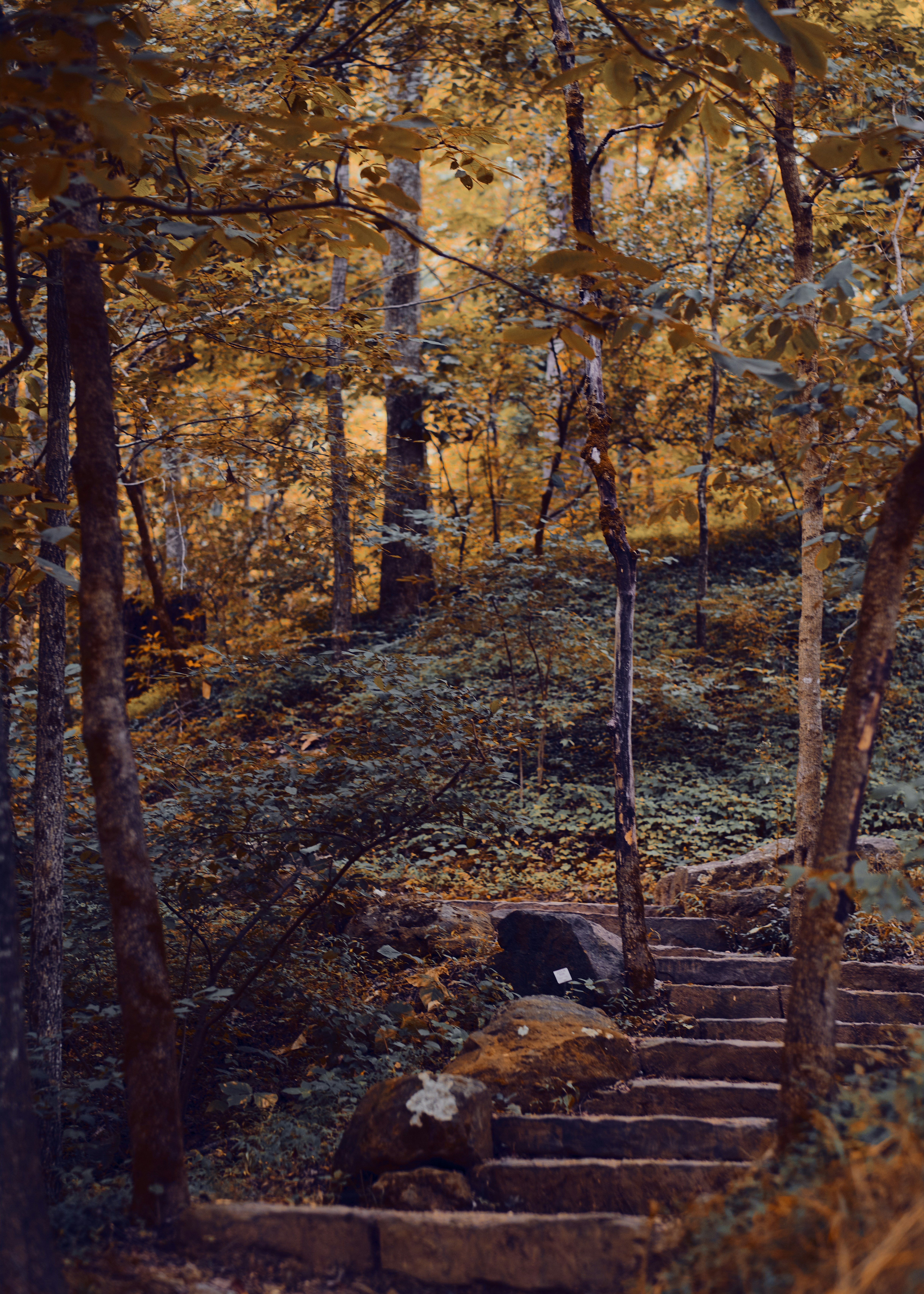 Ember Stairway: Quiet Ascent Through an Autumn Forest