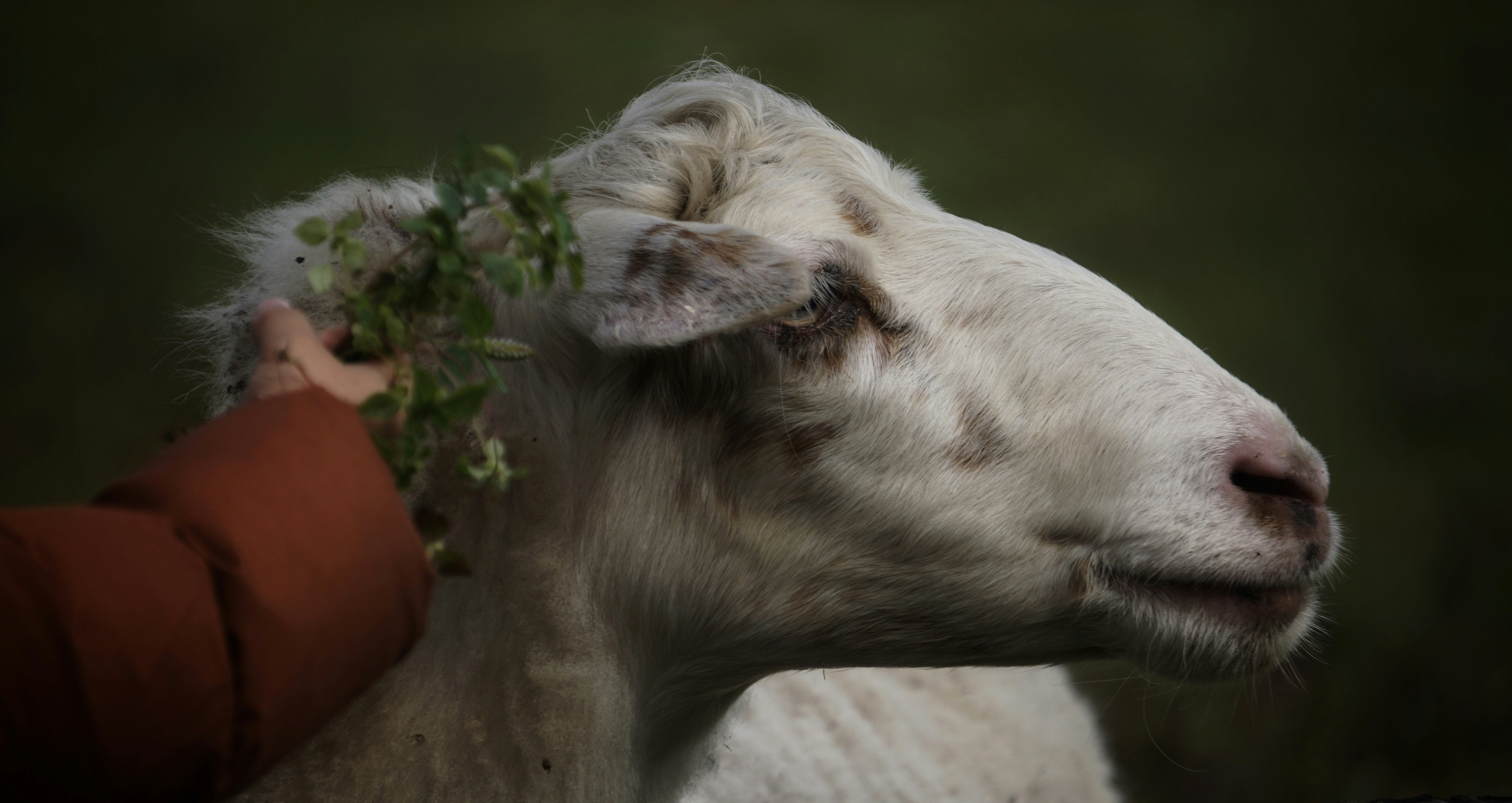 Close-up of a sheep being gently fed by a person, showcasing the bond between human and animal. The soft textures and natural setting enhance the tranquil atmosphere.