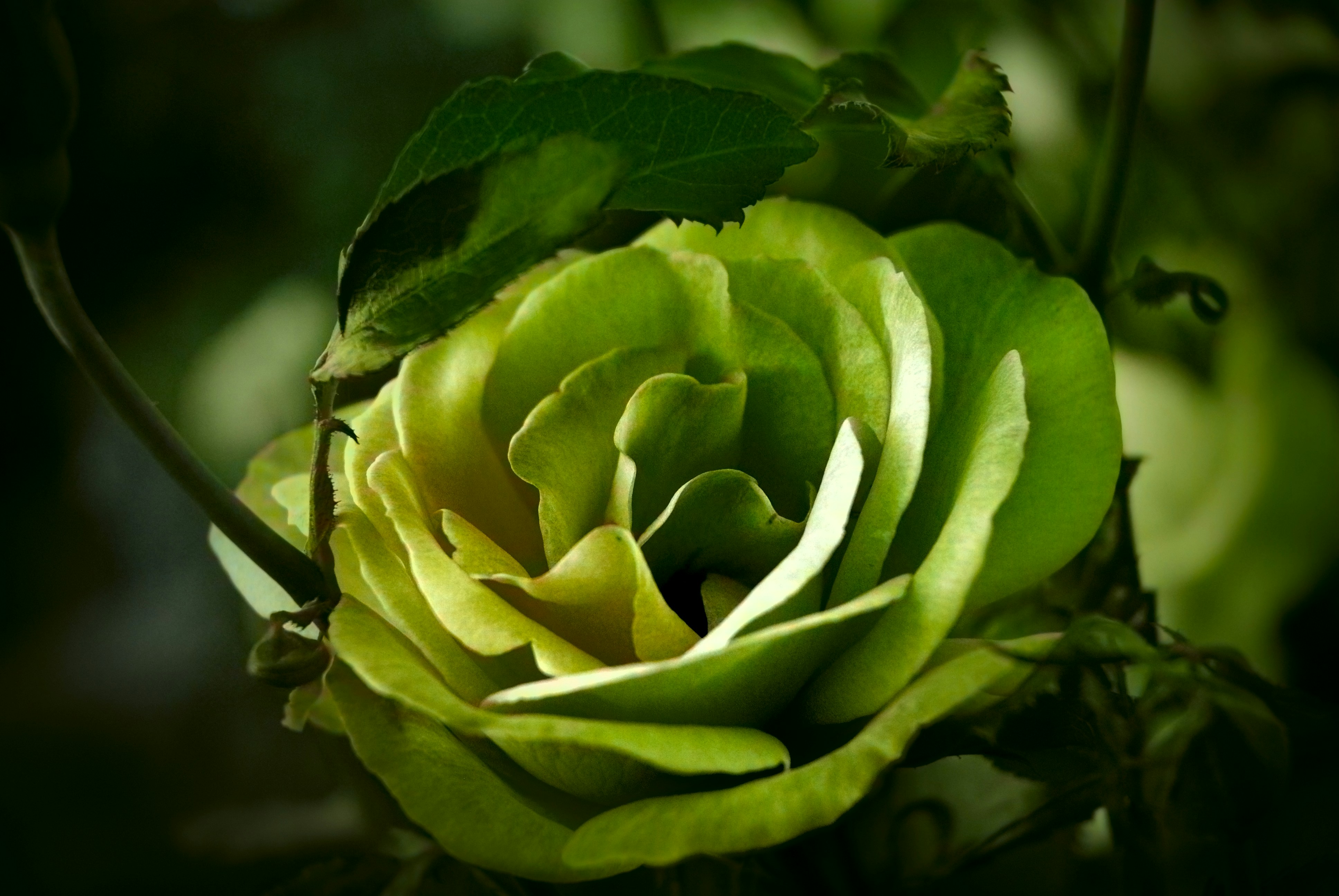 Close-up of a vibrant green rose surrounded by lush foliage, showcasing its intricate petals and natural beauty.
