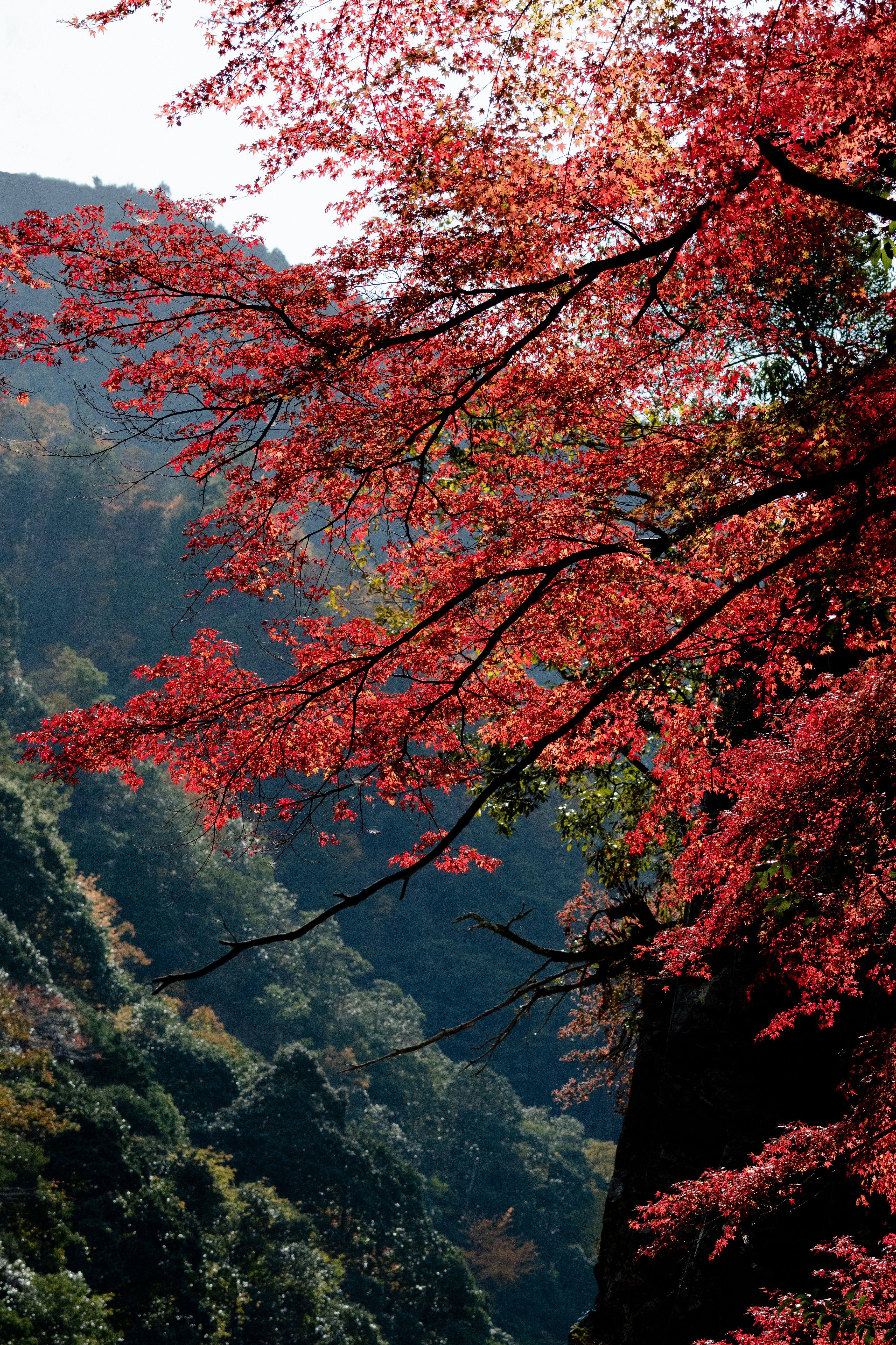 Un arbre rouge au milieu d’une forêt photo – Photo Kyoto Gratuite sur ...