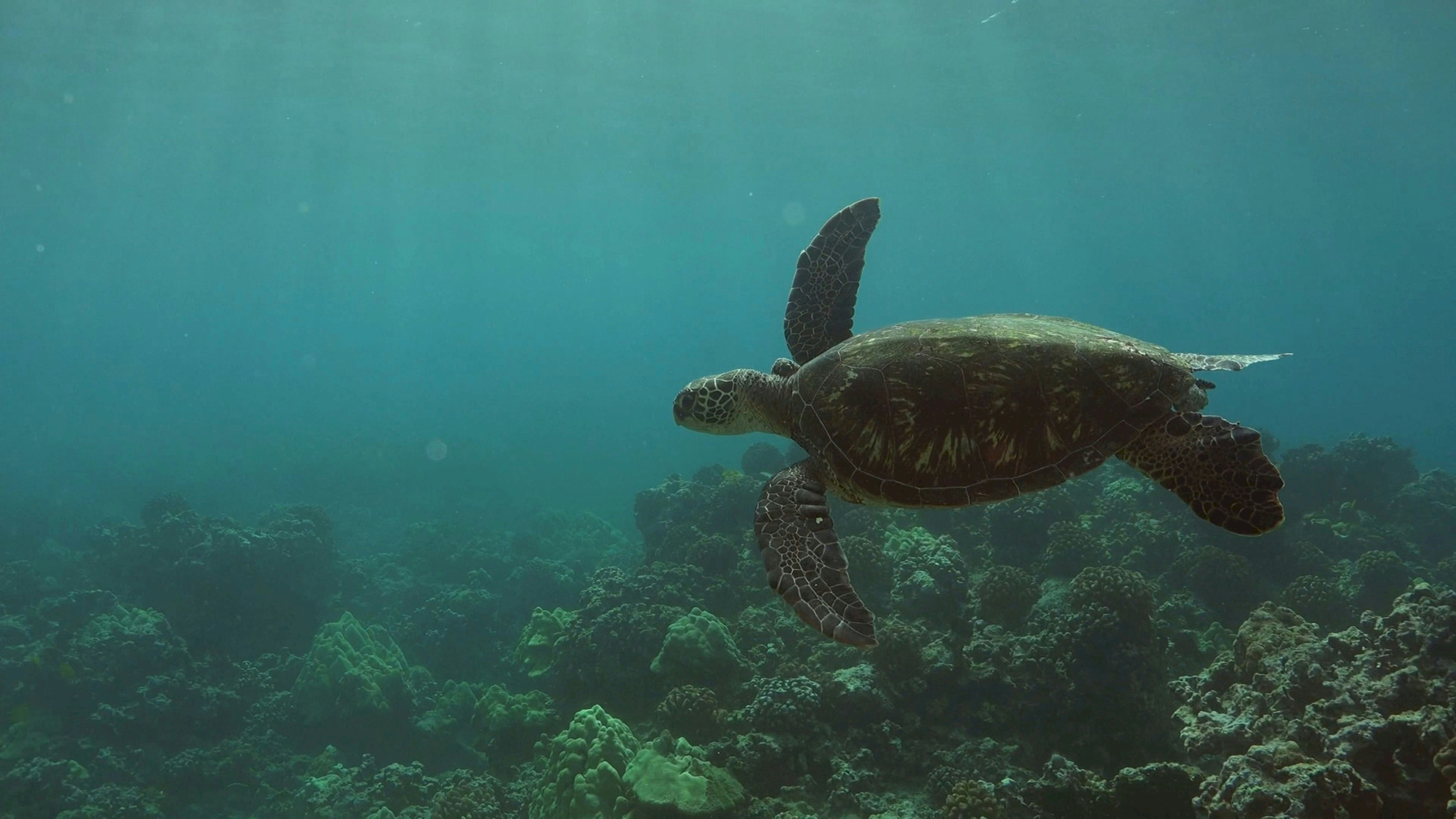A sea turtle swimming over a coral reef photo – Free Underwater Image ...