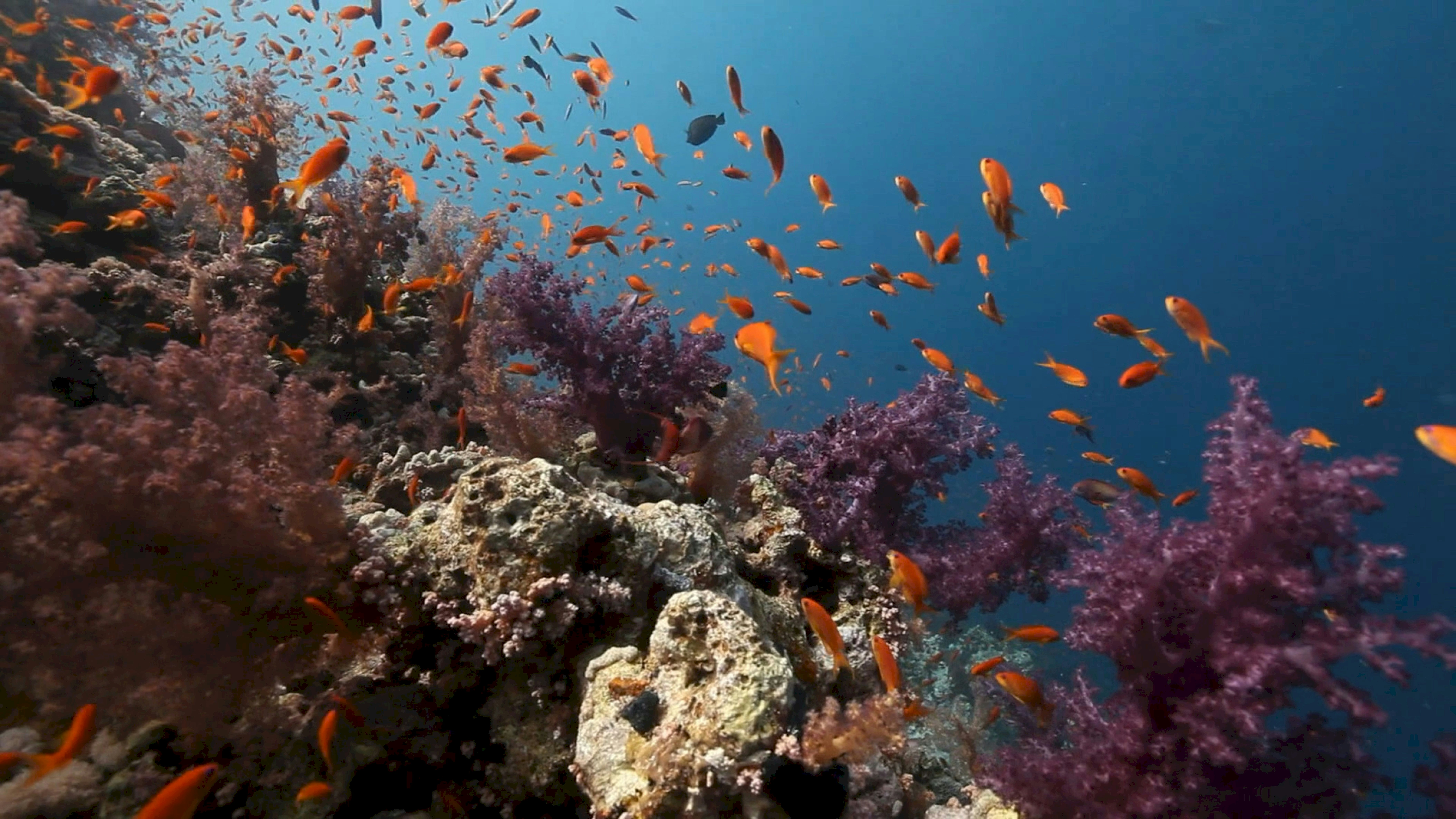 A large group of fish swimming over a coral reef photo – Free Coral ...
