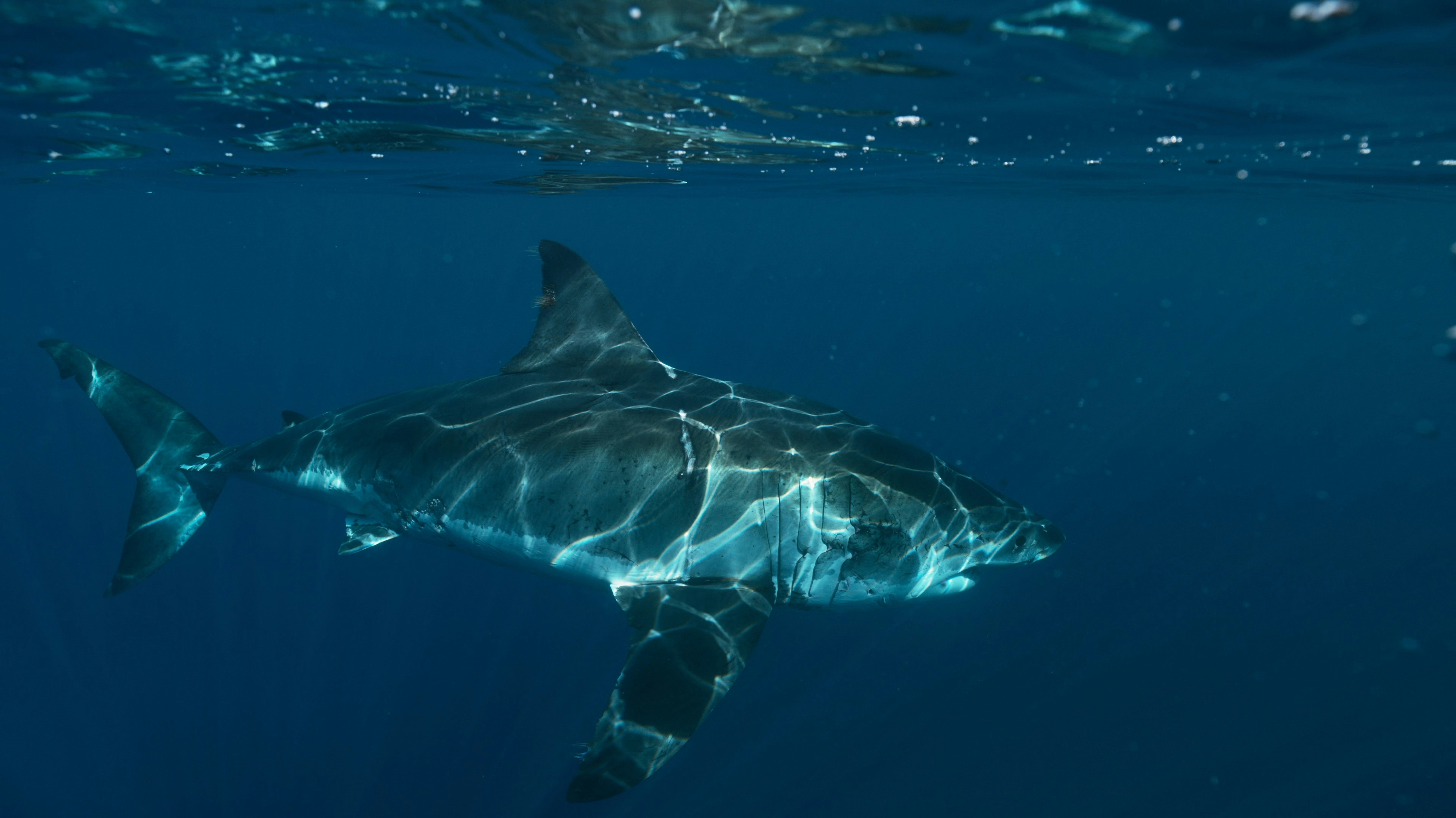 A great white shark swimming in the ocean photo – Free Shark Image on ...