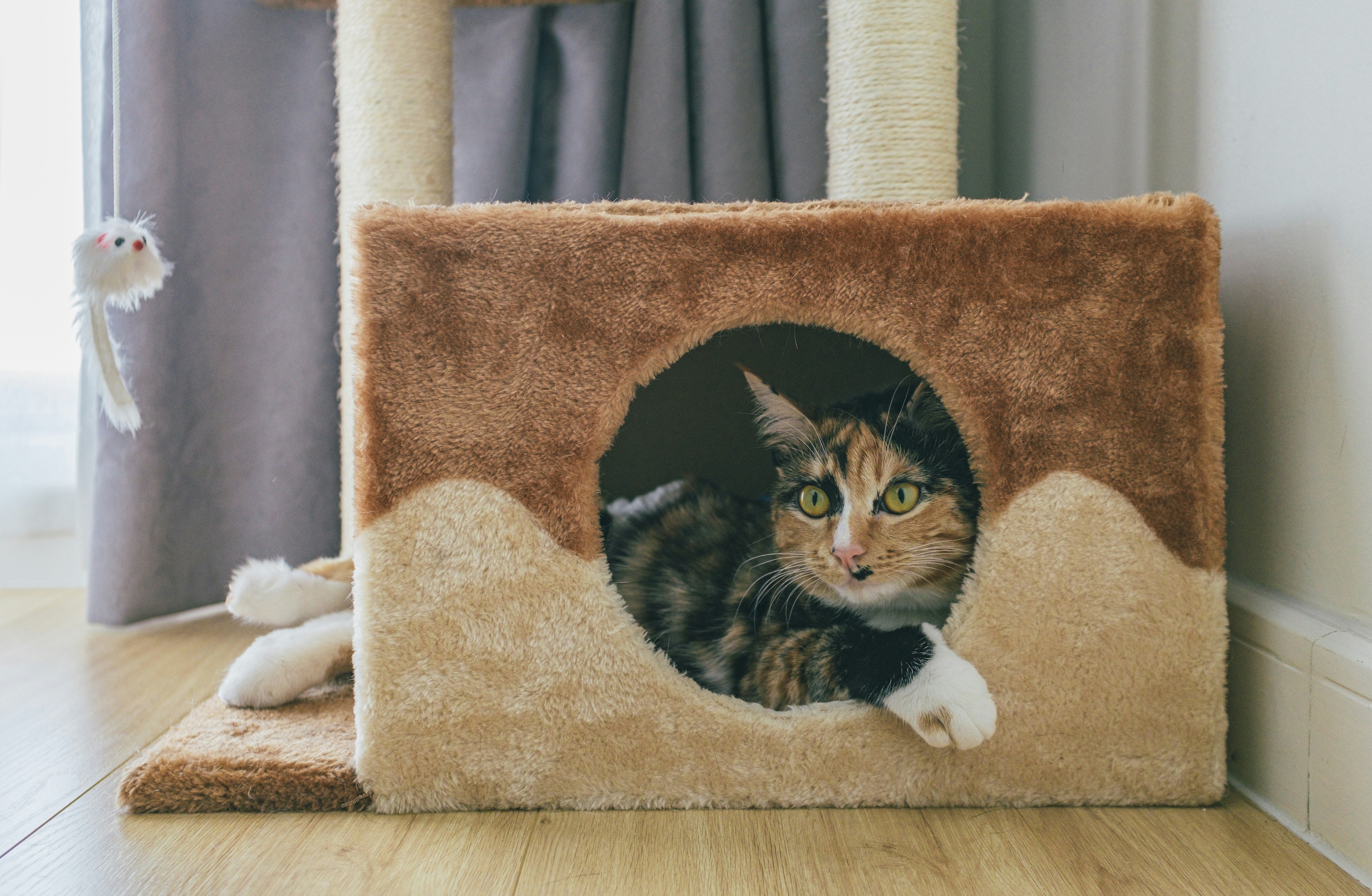 Un gato acostado encima de un árbol para gatos foto – Imagen de Mascota ...