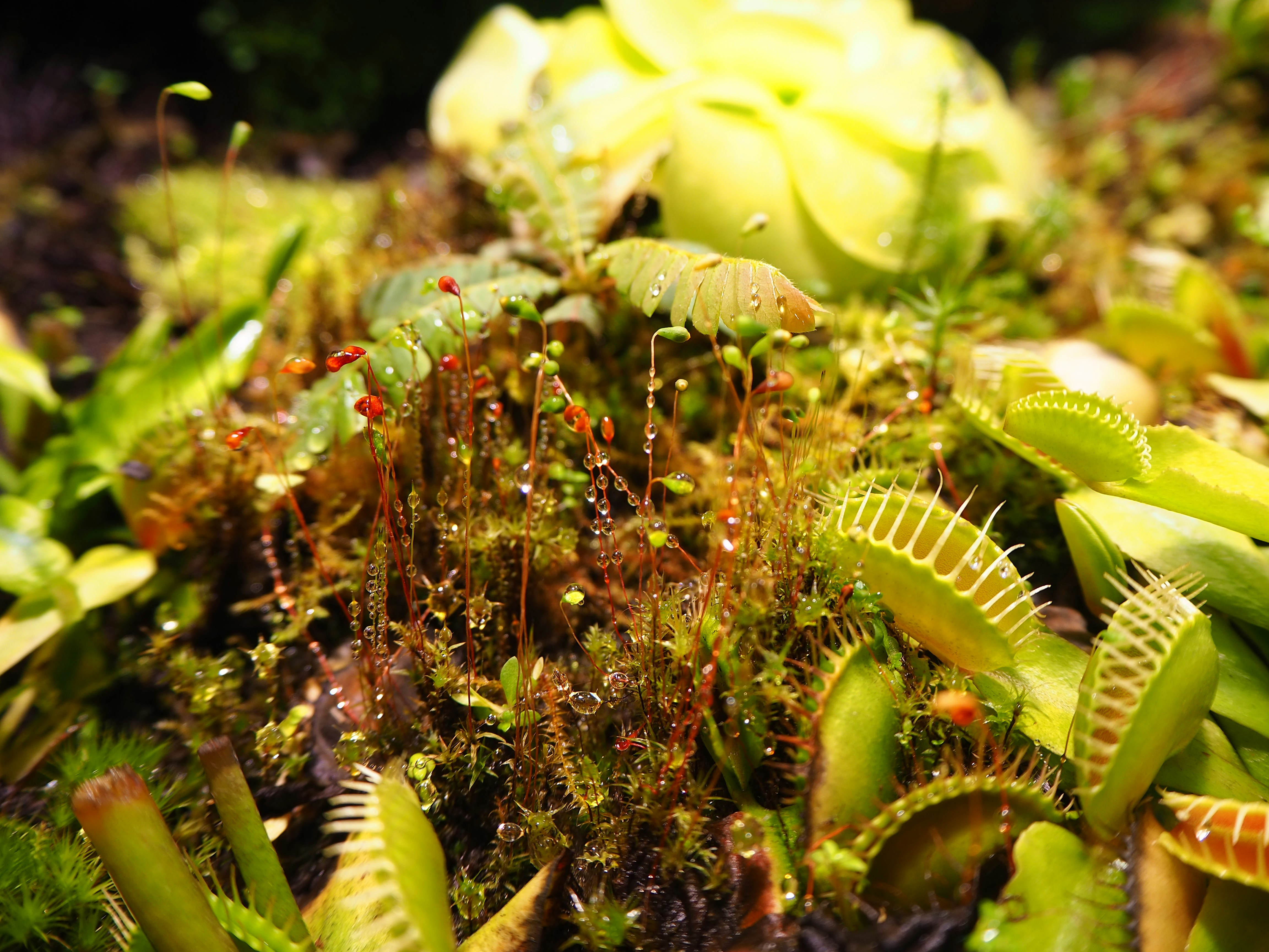 a bunch of plants that are on the ground