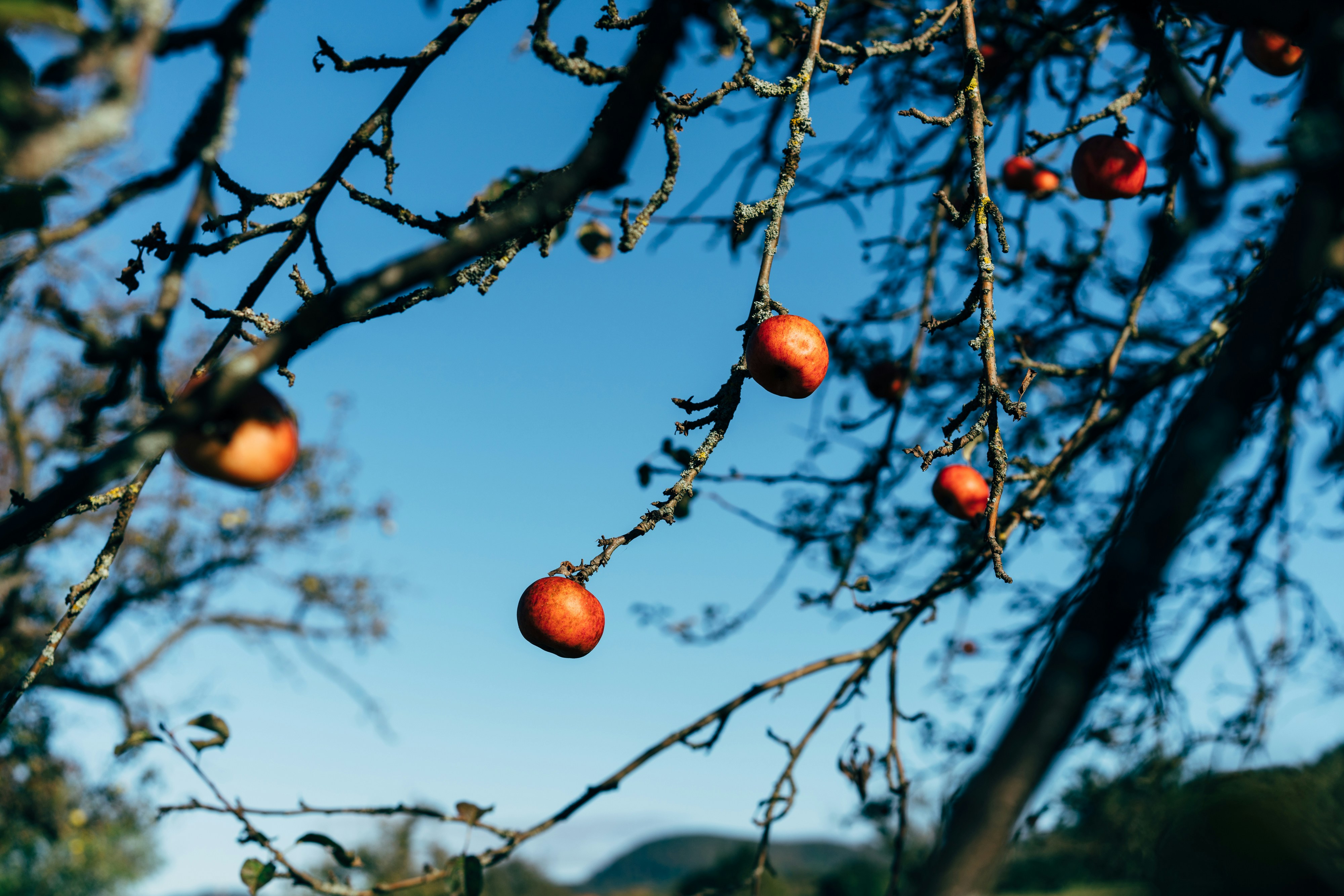 Un arbre rempli de beaucoup de fruits mûrs photo – Photo Bleu Gratuite ...