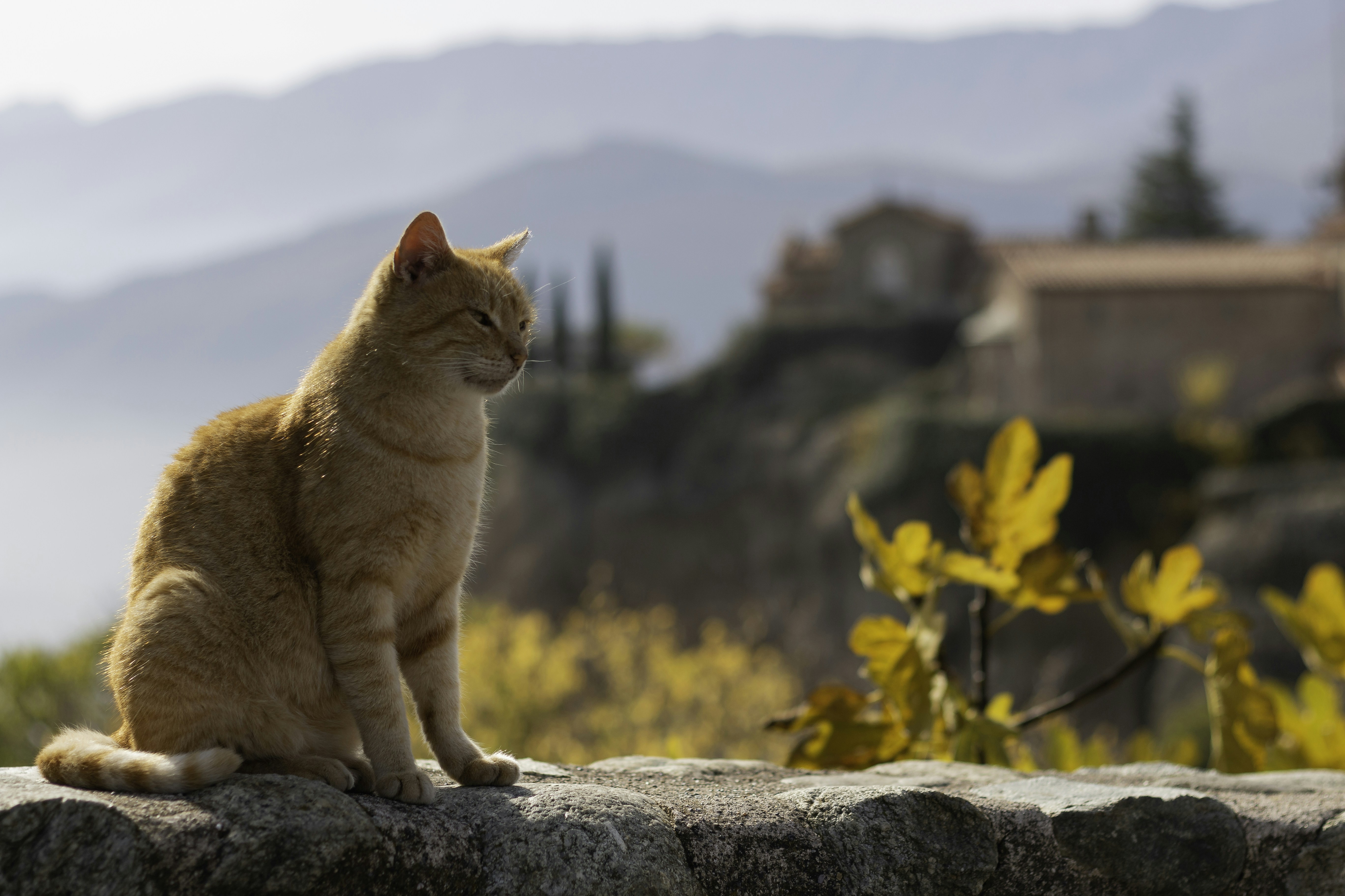 Sunlit Orange Cat Watches the Valley from a Stone Barrier