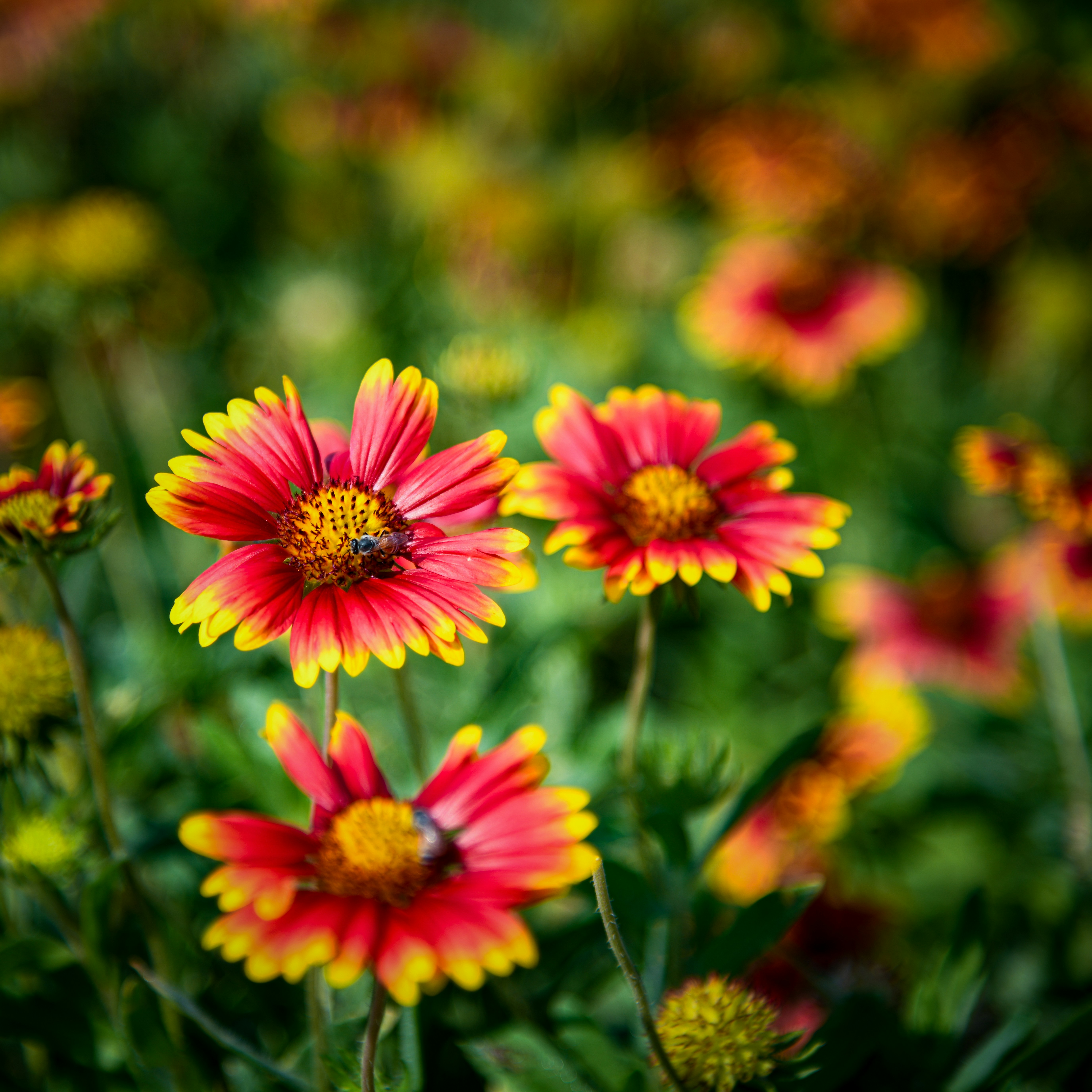 Un bouquet de fleurs rouges et jaunes dans un champ photo – Image ...