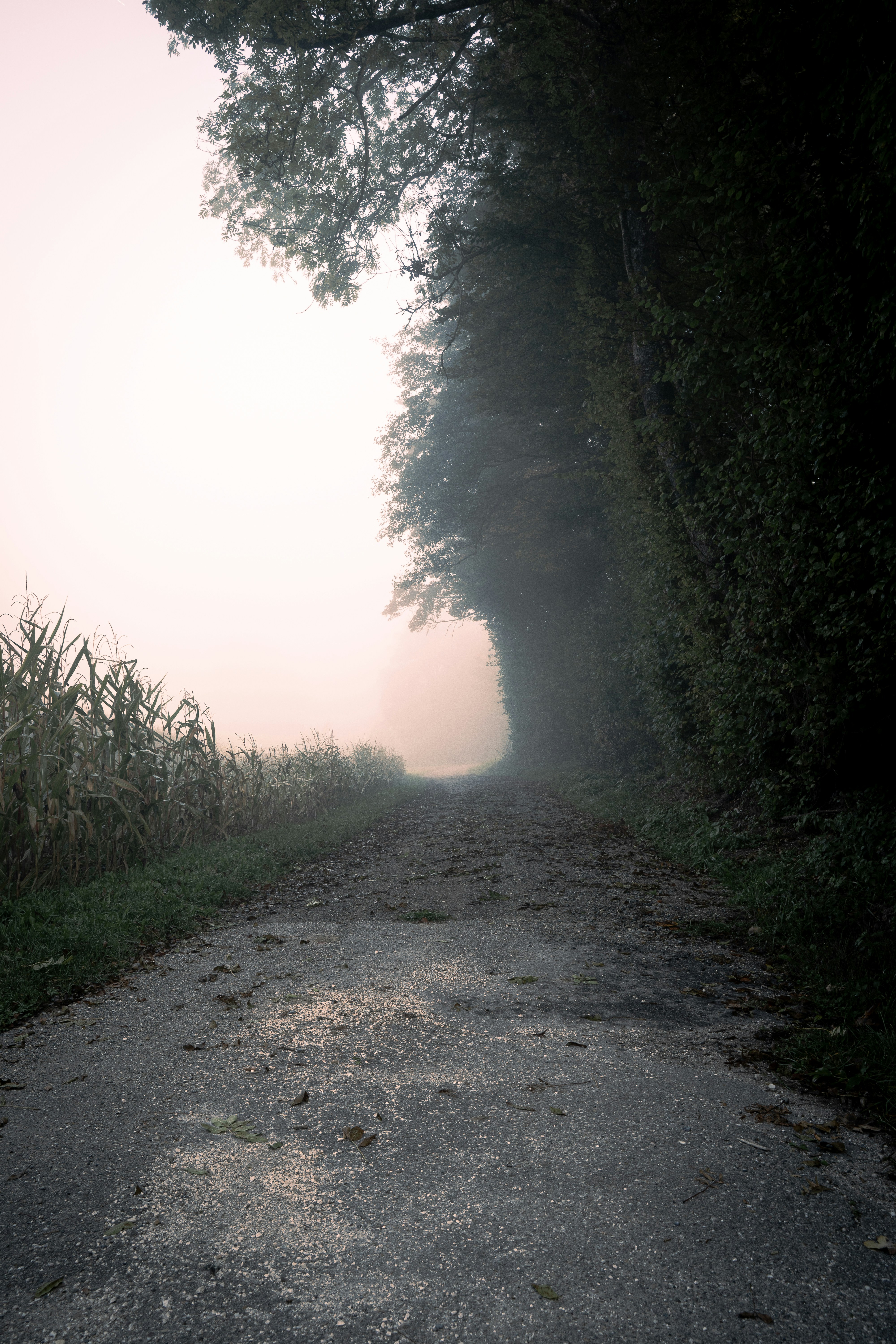 A serene, fog-laden pathway bordered by dense foliage and cornfields, inviting exploration. The muted light creates an ethereal atmosphere.