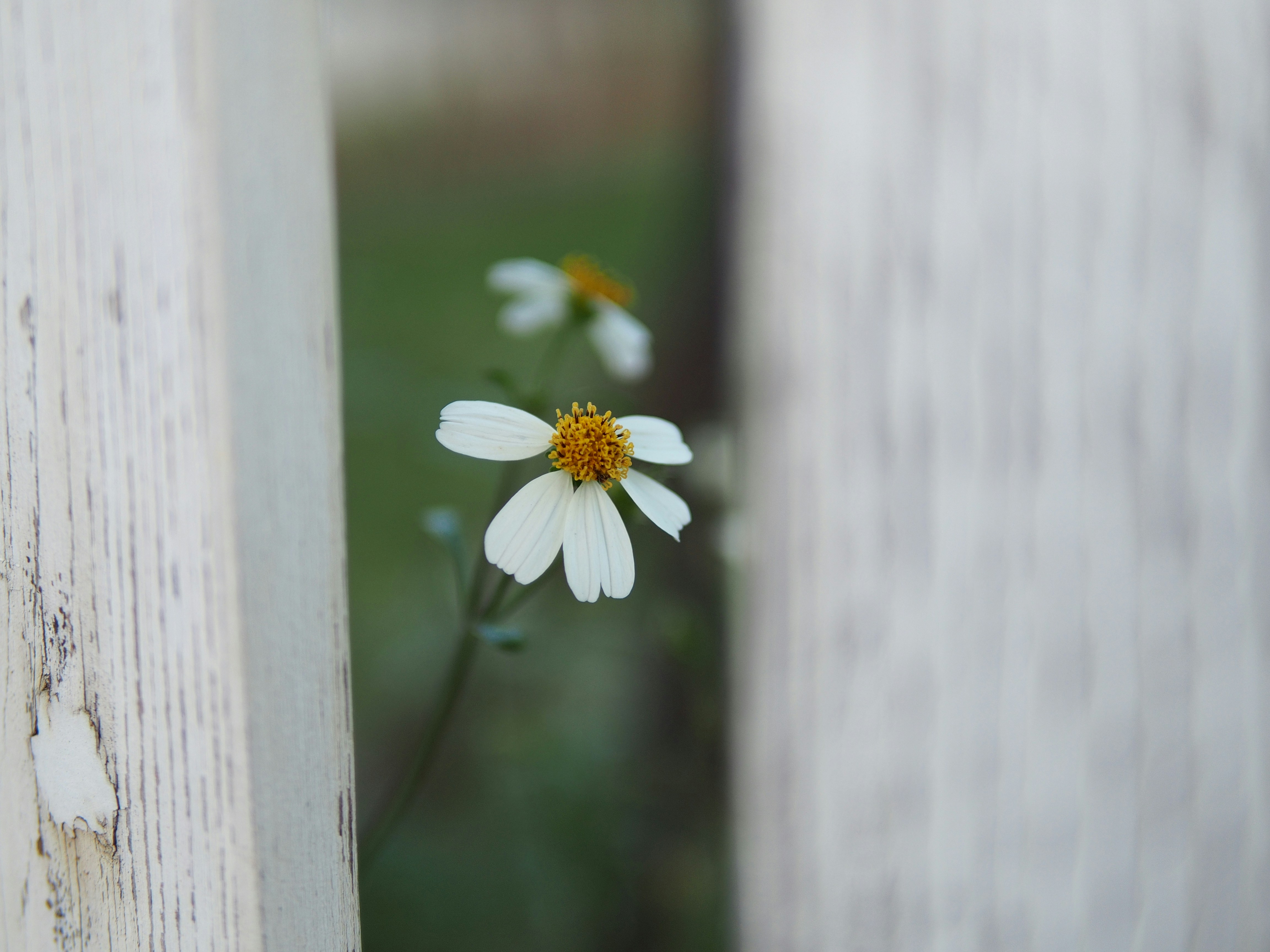 Through a Narrow Gap: A Dainty White Daisy Framed by Weathered Wood
