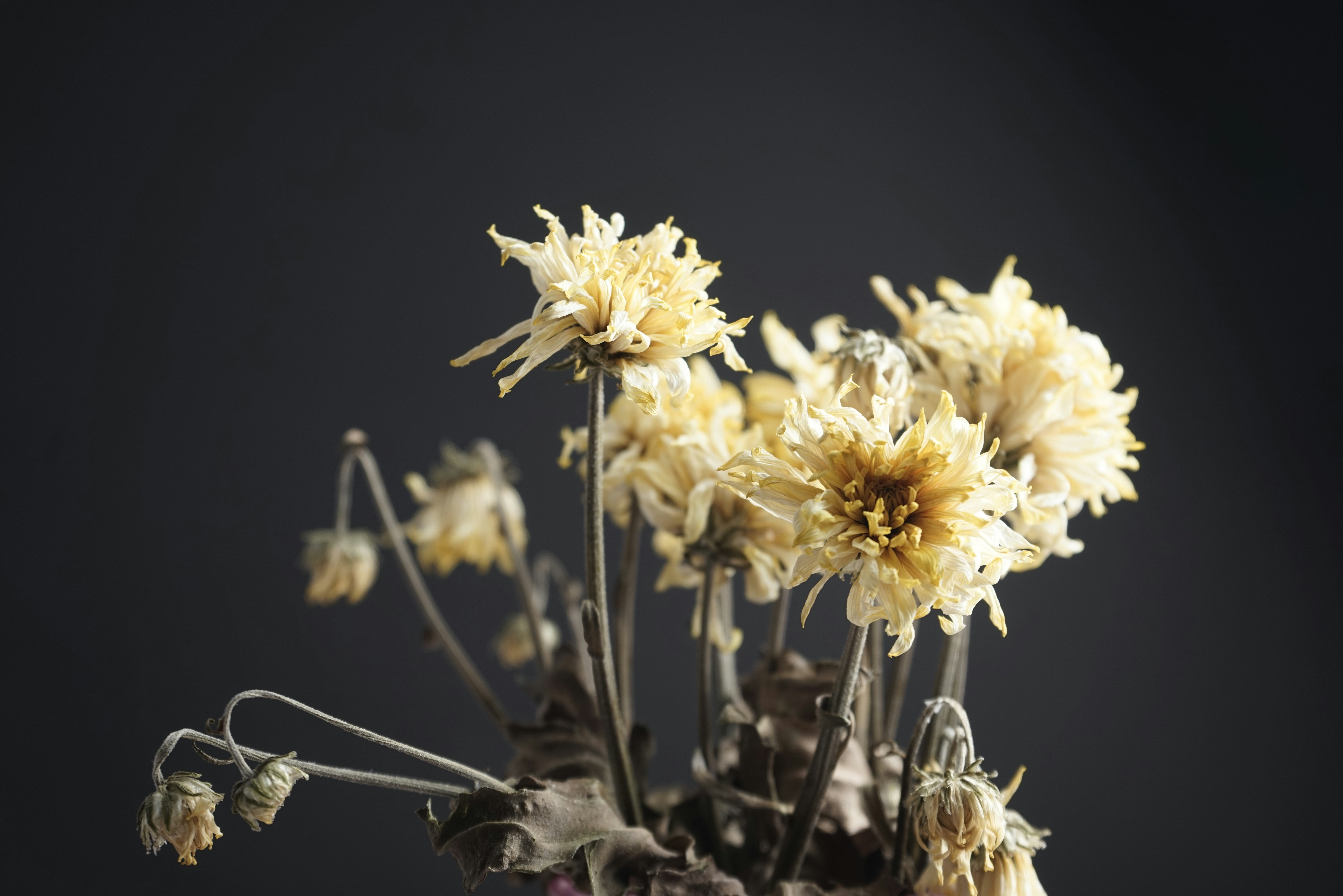 Auric Chrysanthemums Against Velvet Darkness