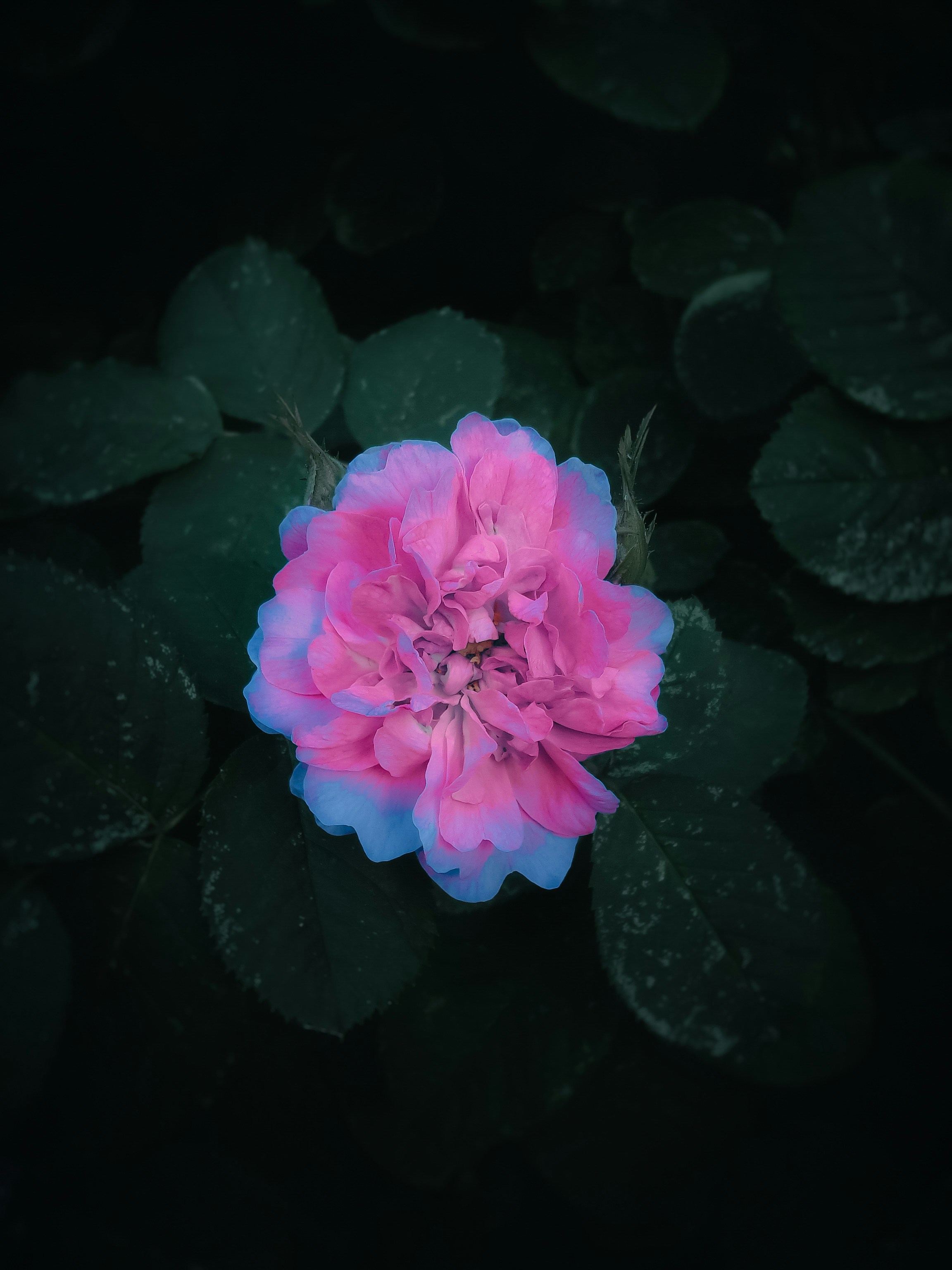 Vibrant pink and blue flower emerging from dark green foliage, showcasing a striking contrast in colors. 