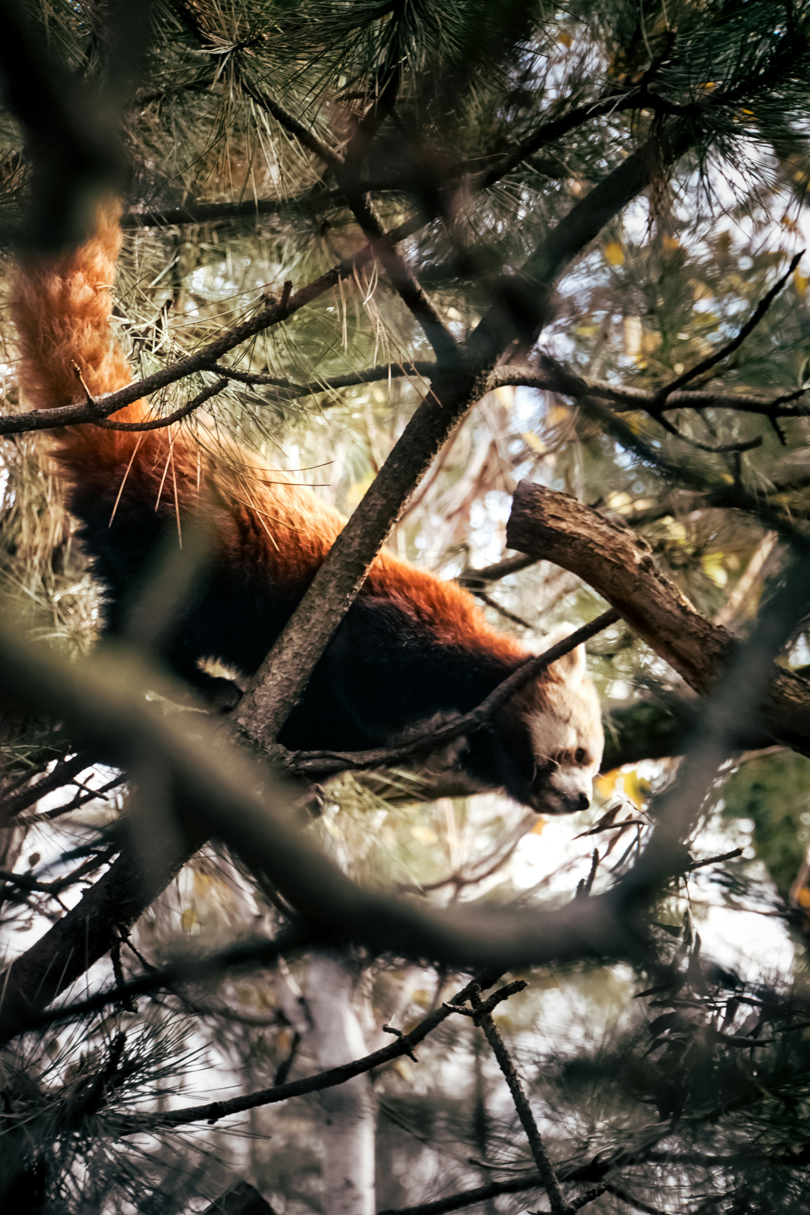 Red panda in the trees