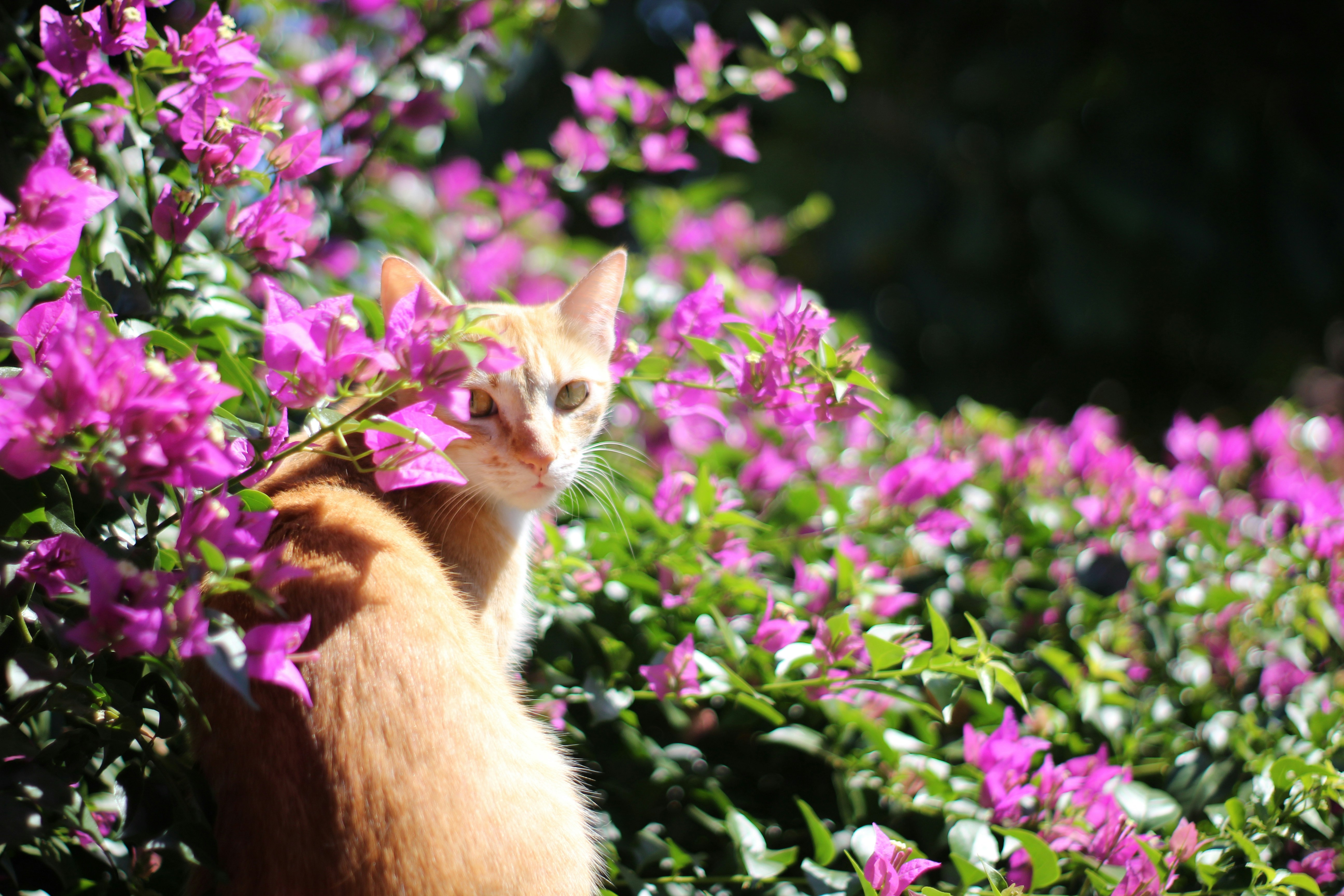 An orange cat peeks through vibrant pink bougainvillea flowers, blending with the lush foliage in a sunlit garden.