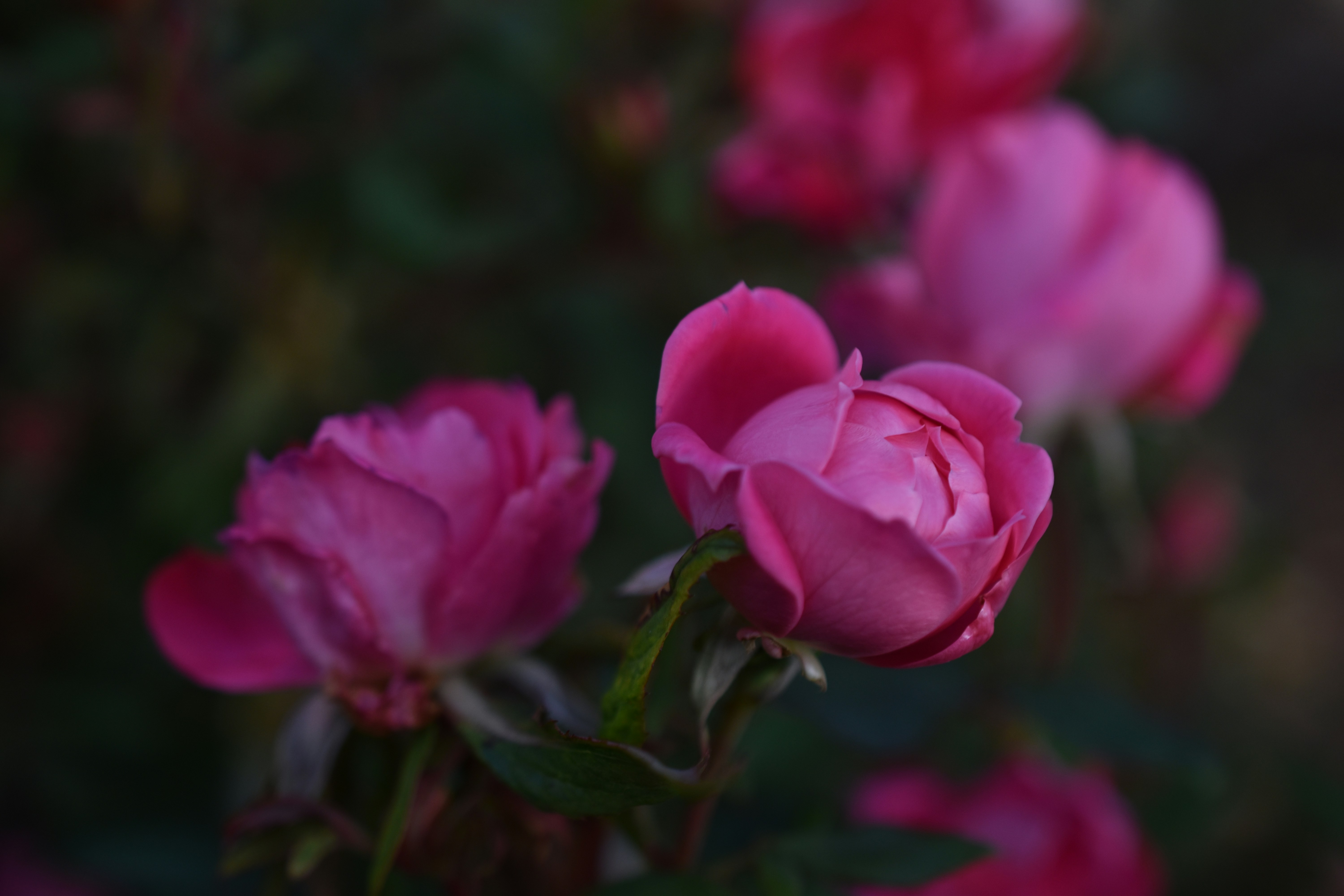 Delicate pink roses blooming amidst a soft-focus background, showcasing their intricate layers and vibrant hues.