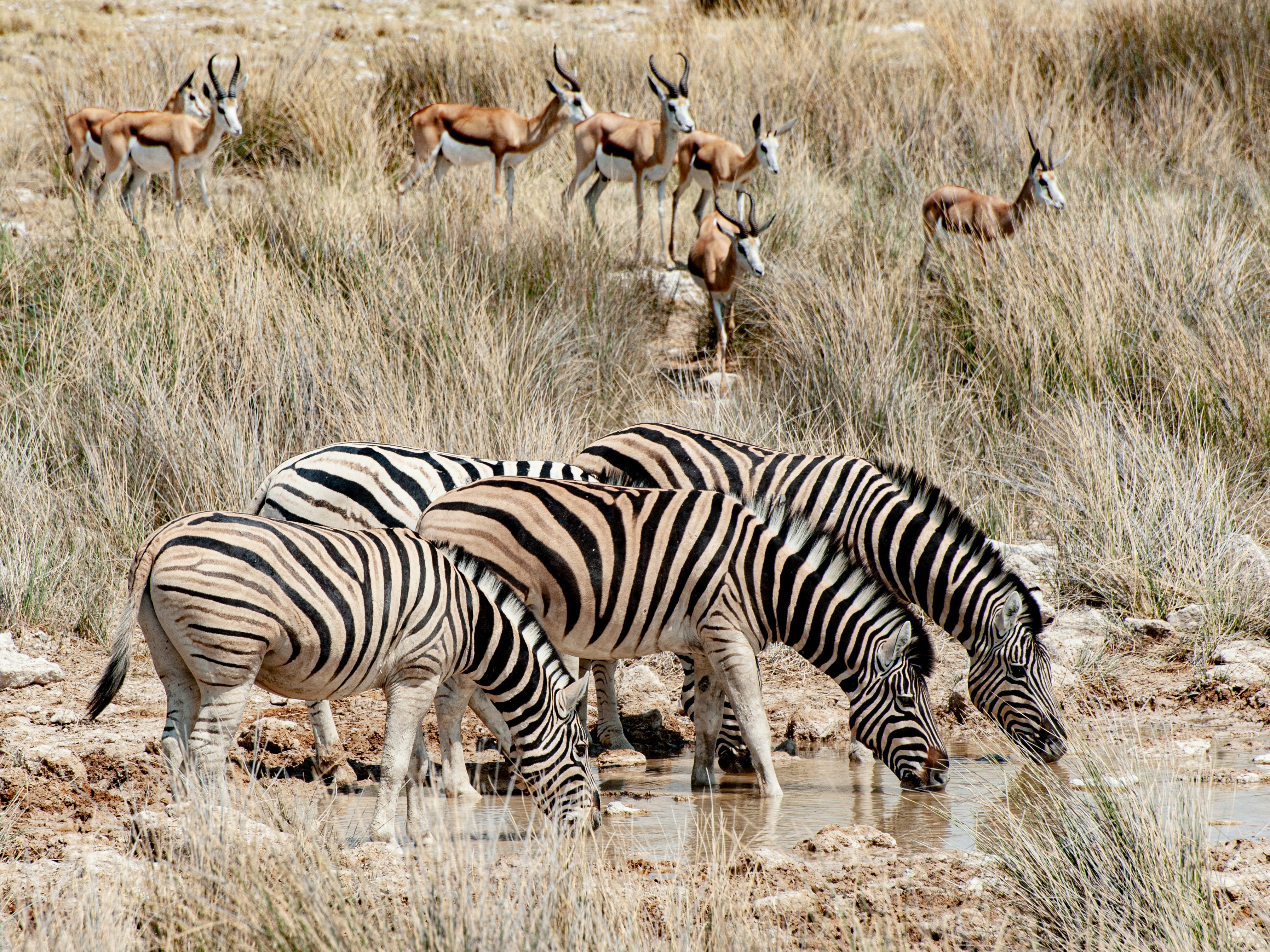 A herd of zebra drinking water from a pond photo – Free Etosha national ...