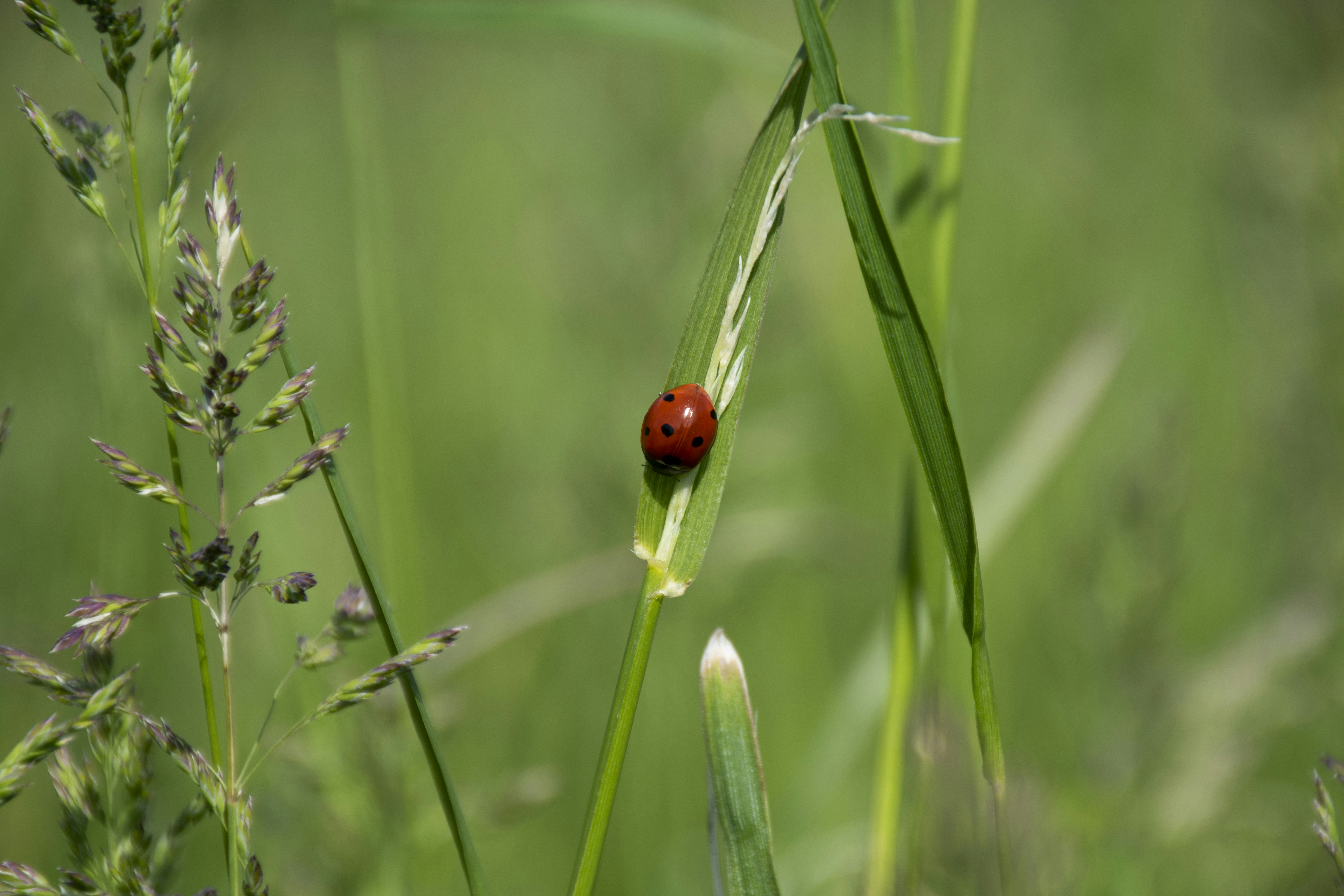 Bright red ladybug perched on a green leaf amidst tall grass, showcasing the beauty of nature's small wonders.