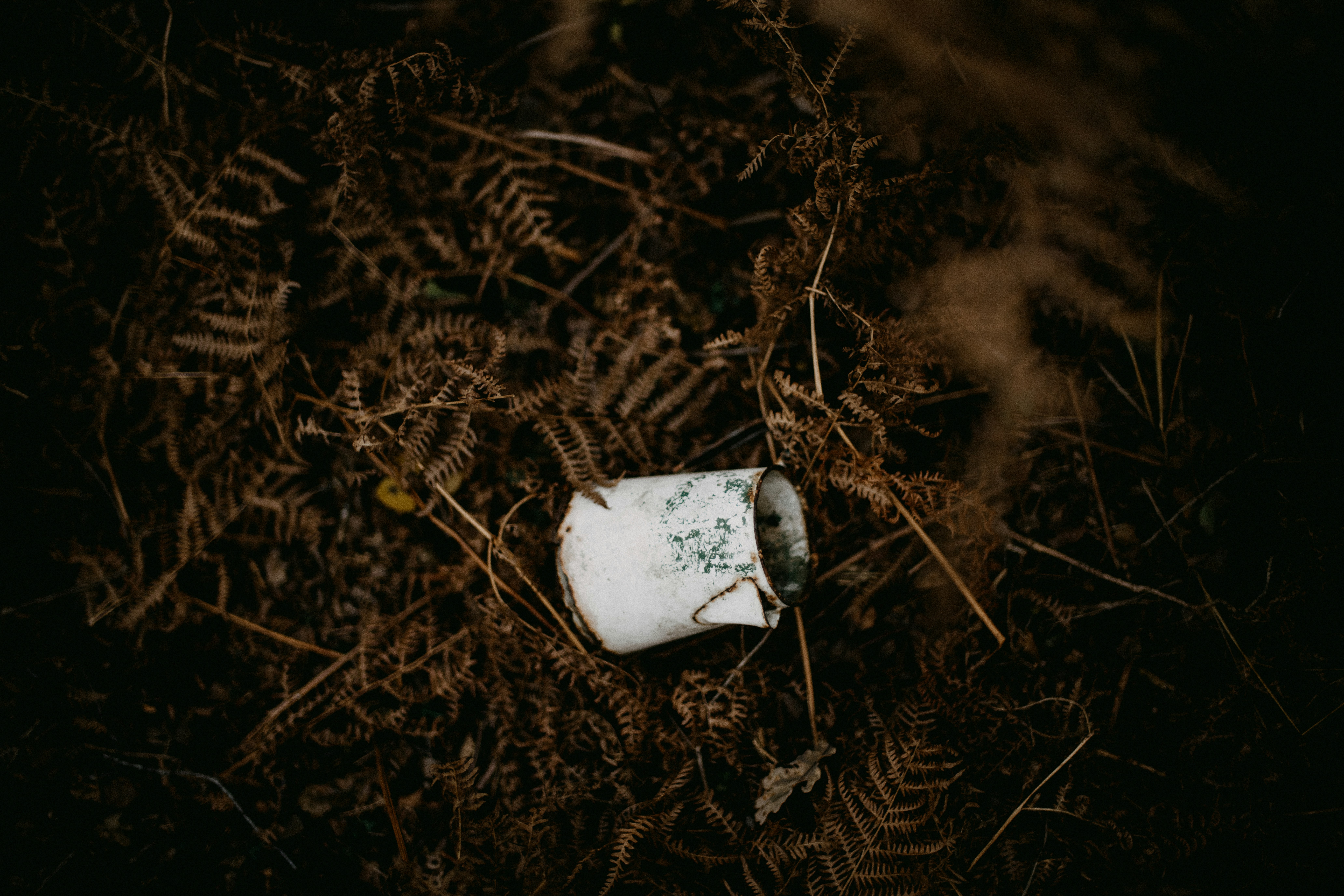 A chipped white mug rests among dried ferns on the forest floor, hinting at past human presence and nature's reclamation.