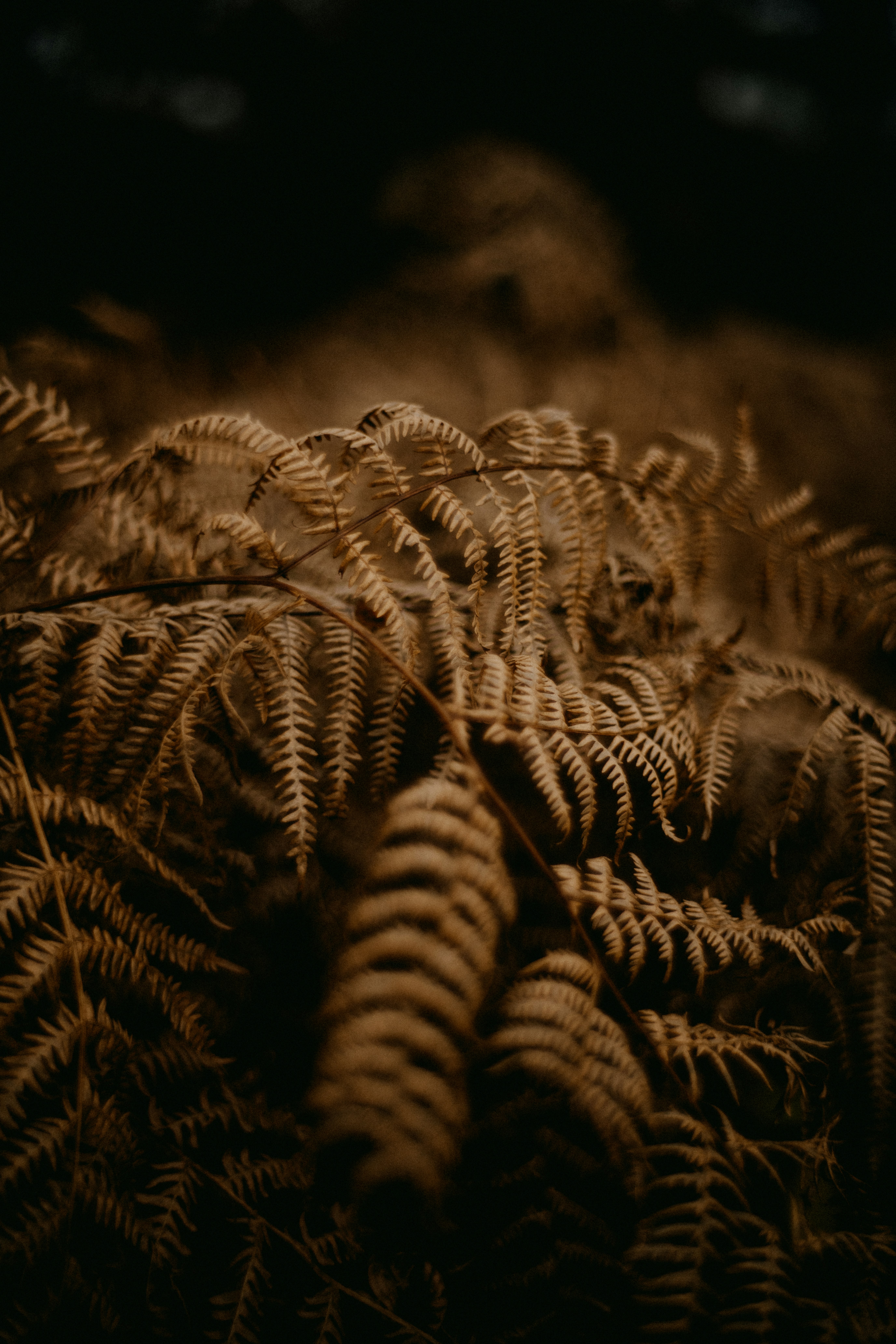 A close up of a bunch of ferns photo – Free Dark Image on Unsplash