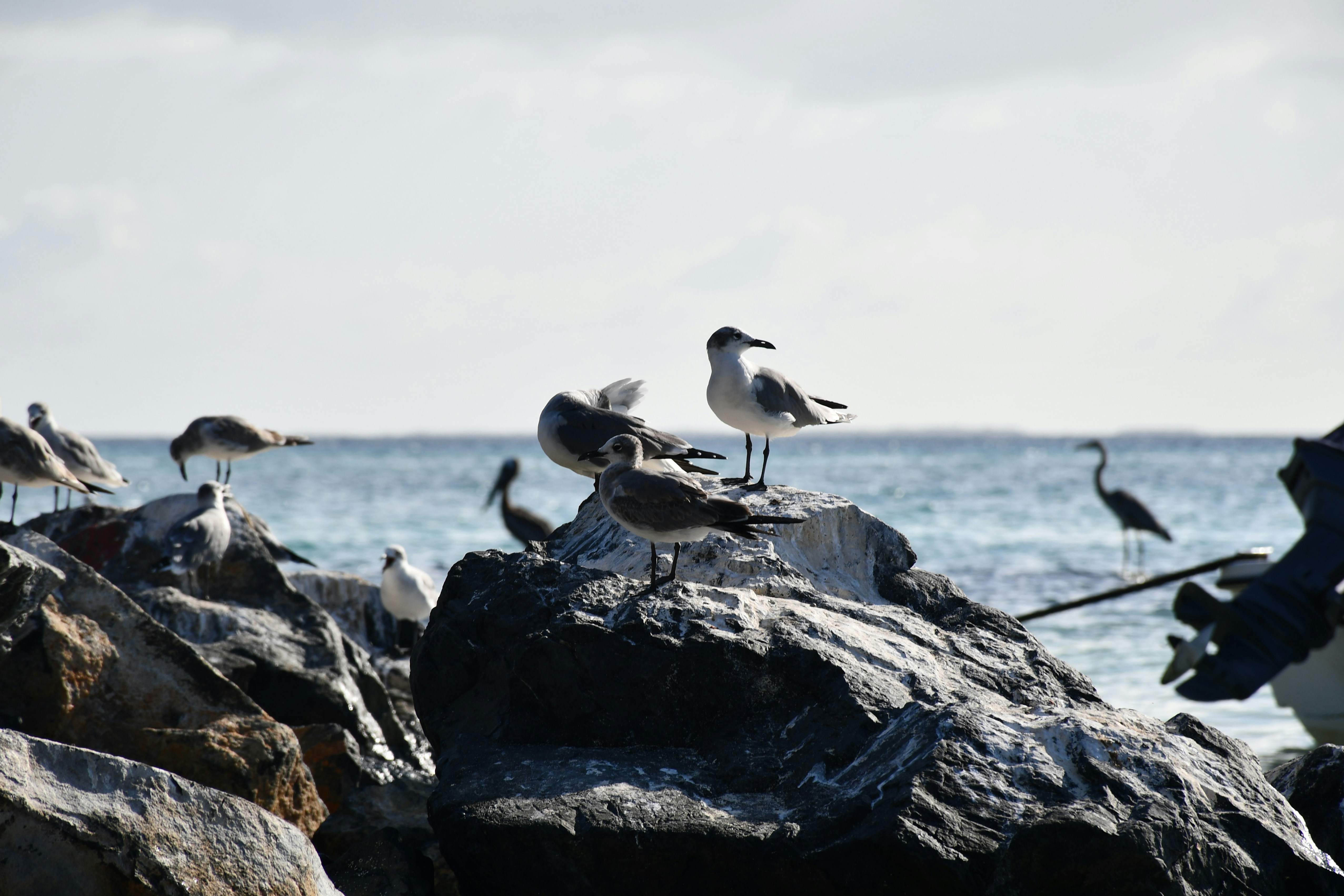 A flock of seagulls standing on a rock photo – Free Venezuela Image on ...