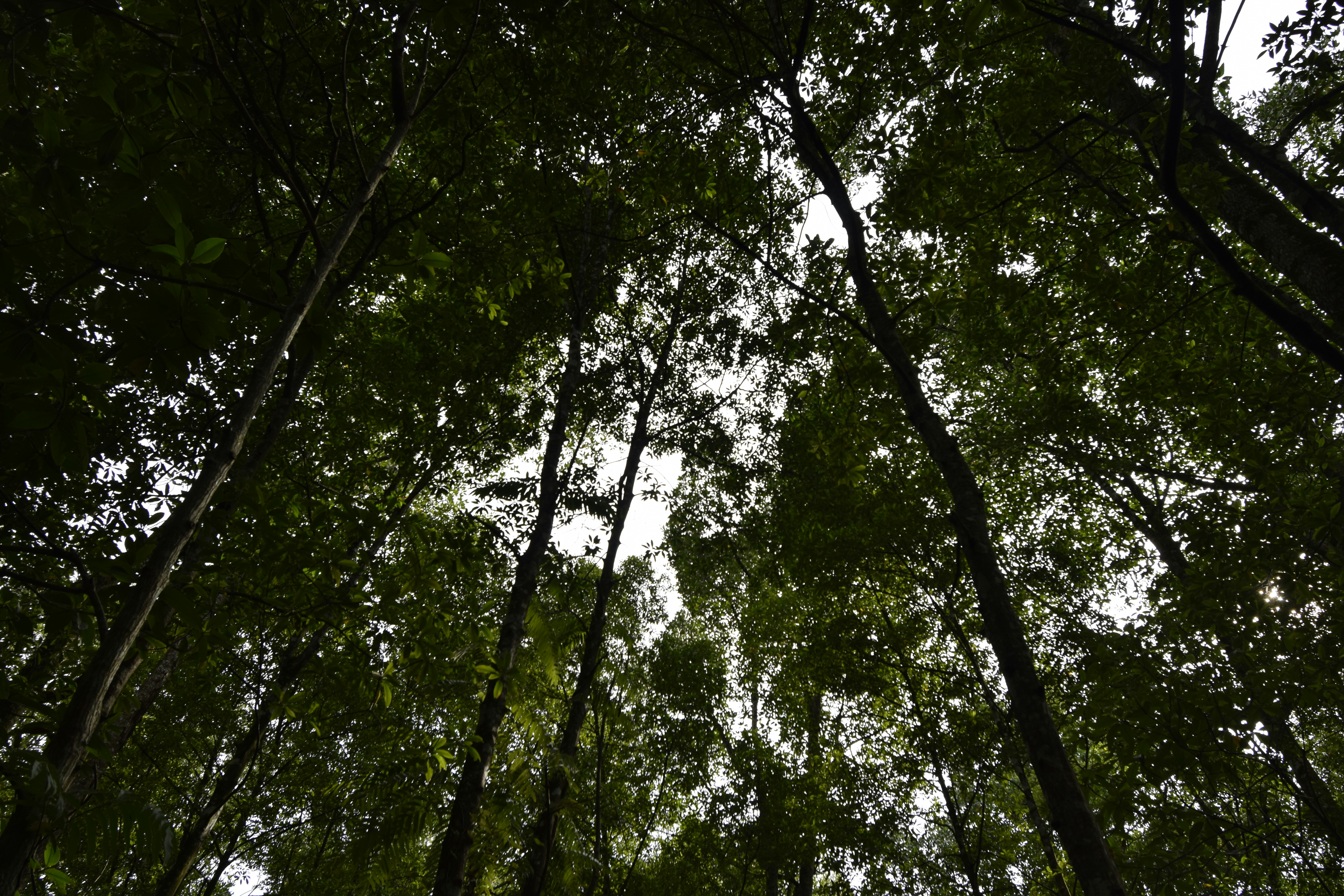 Matang mangrove forest reserve 2 | looking up at the tops of trees in a forest