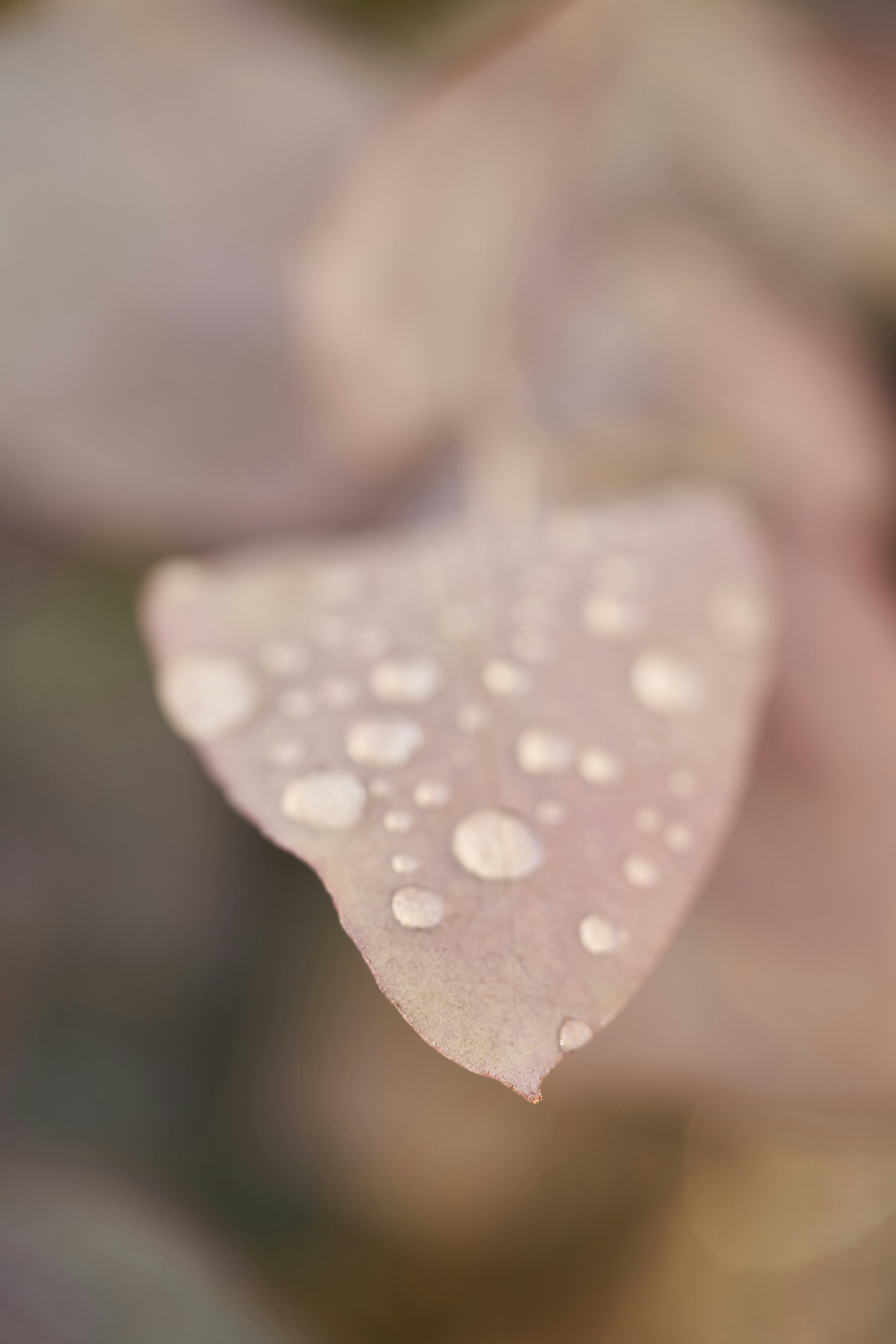 Dew-Kissed Leaf in Soft Focus