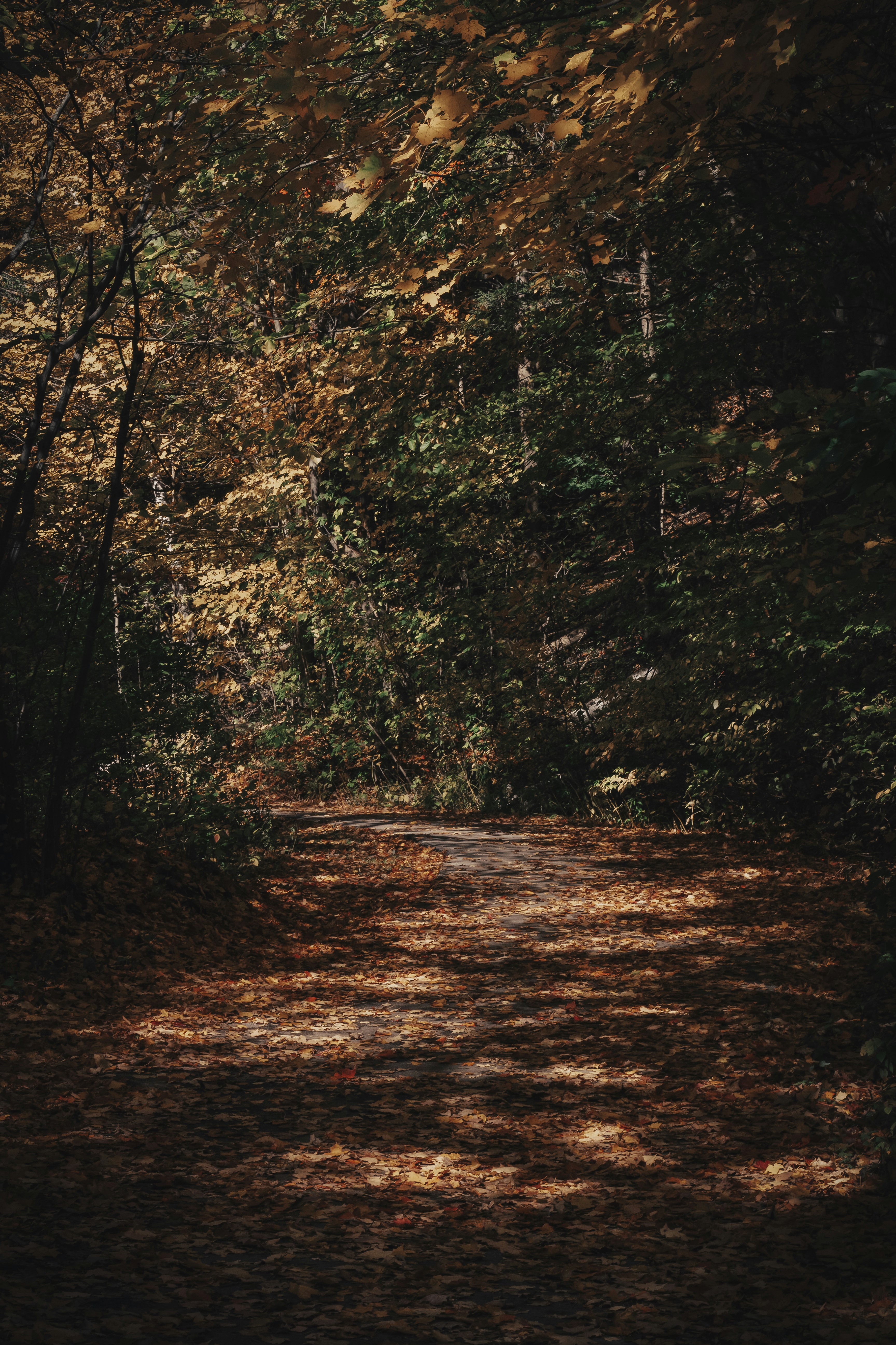 Winding path covered in fallen leaves, framed by trees adorned in vibrant autumn colors. Natural light filters through the foliage, creating a serene atmosphere.