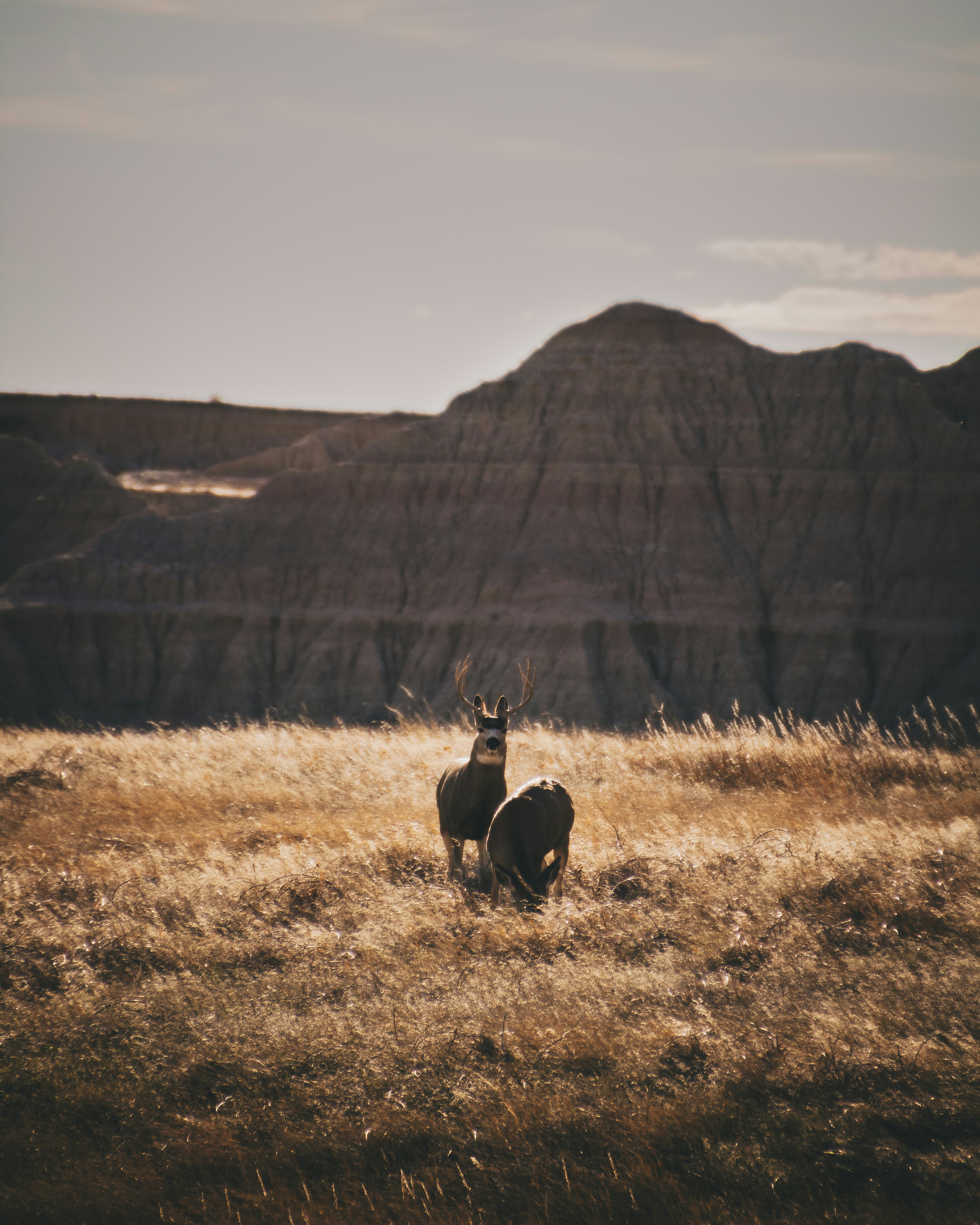 Two Antelopes at the Rim of a Prairie Valley