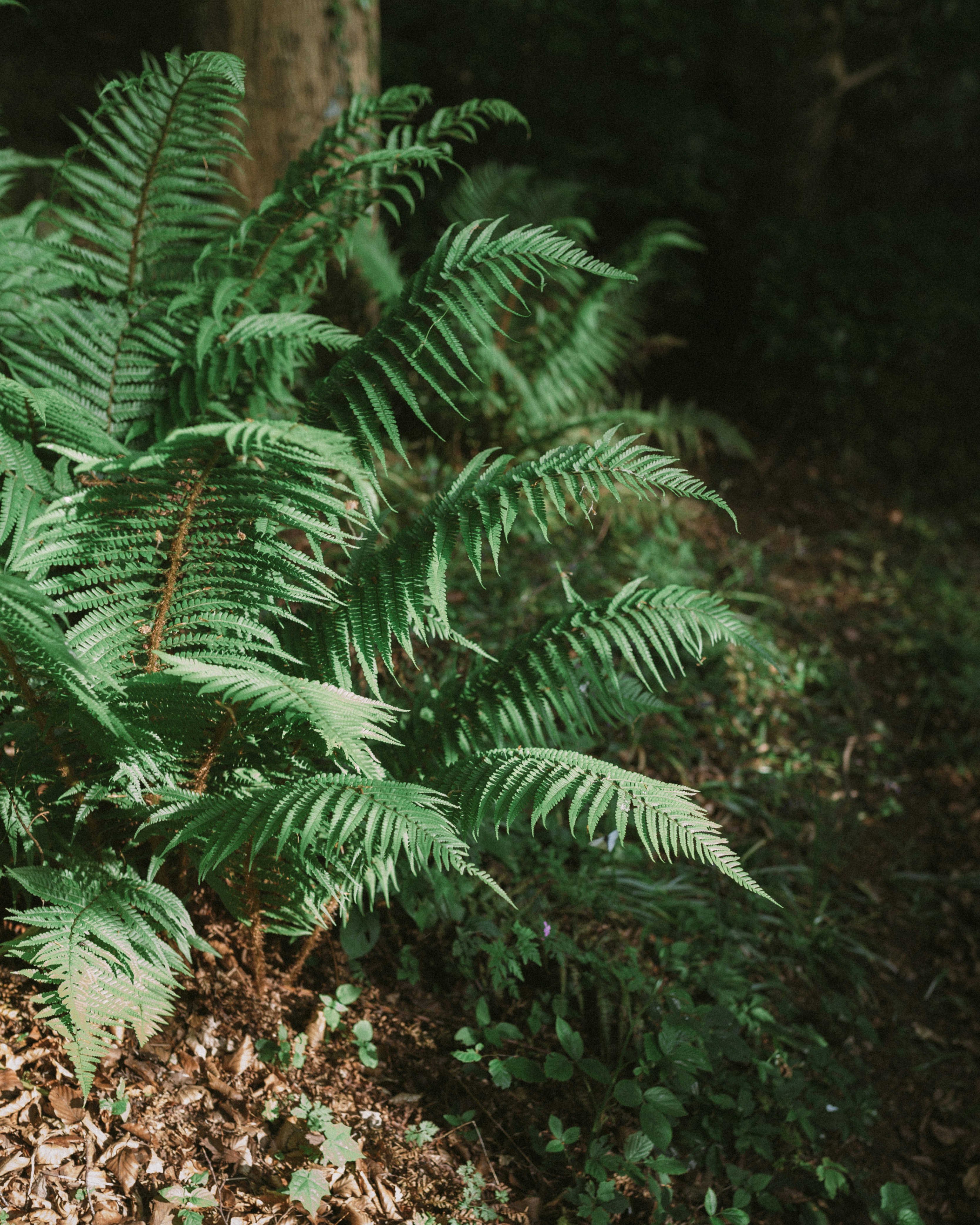 Lush fern foliage unfurling in dappled sunlight, creating a serene woodland atmosphere.