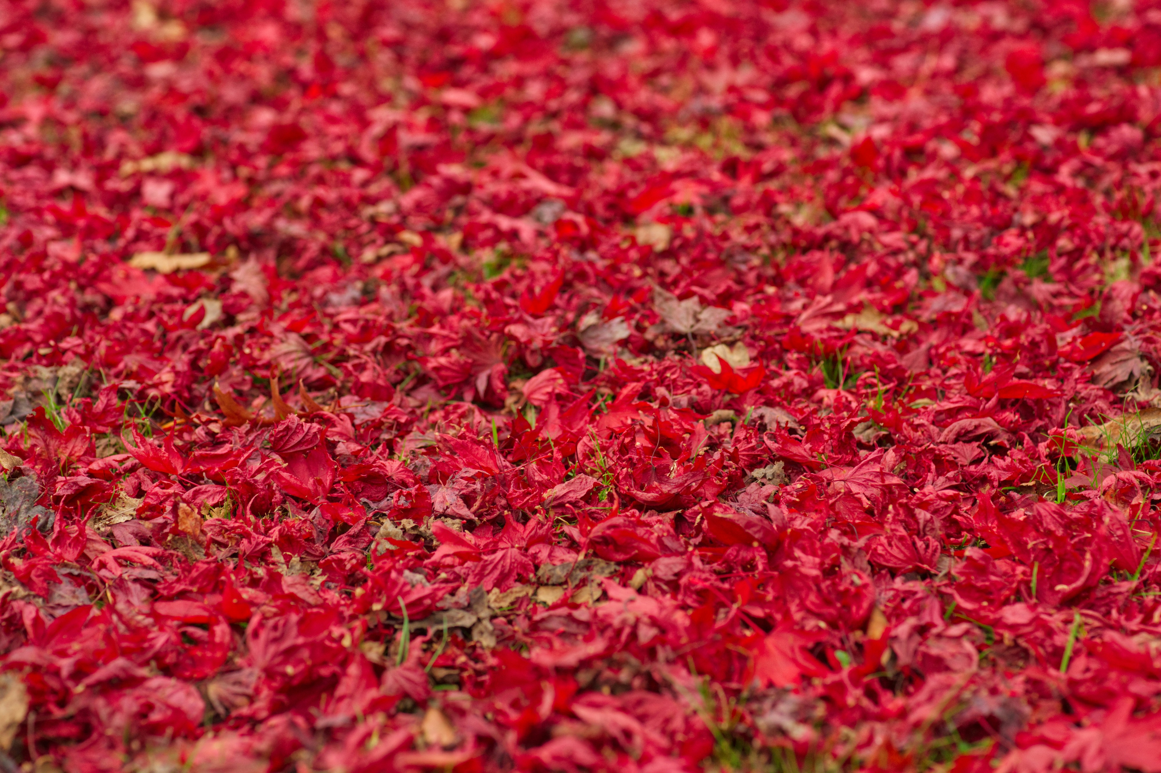 a field full of red flowers with green leaves