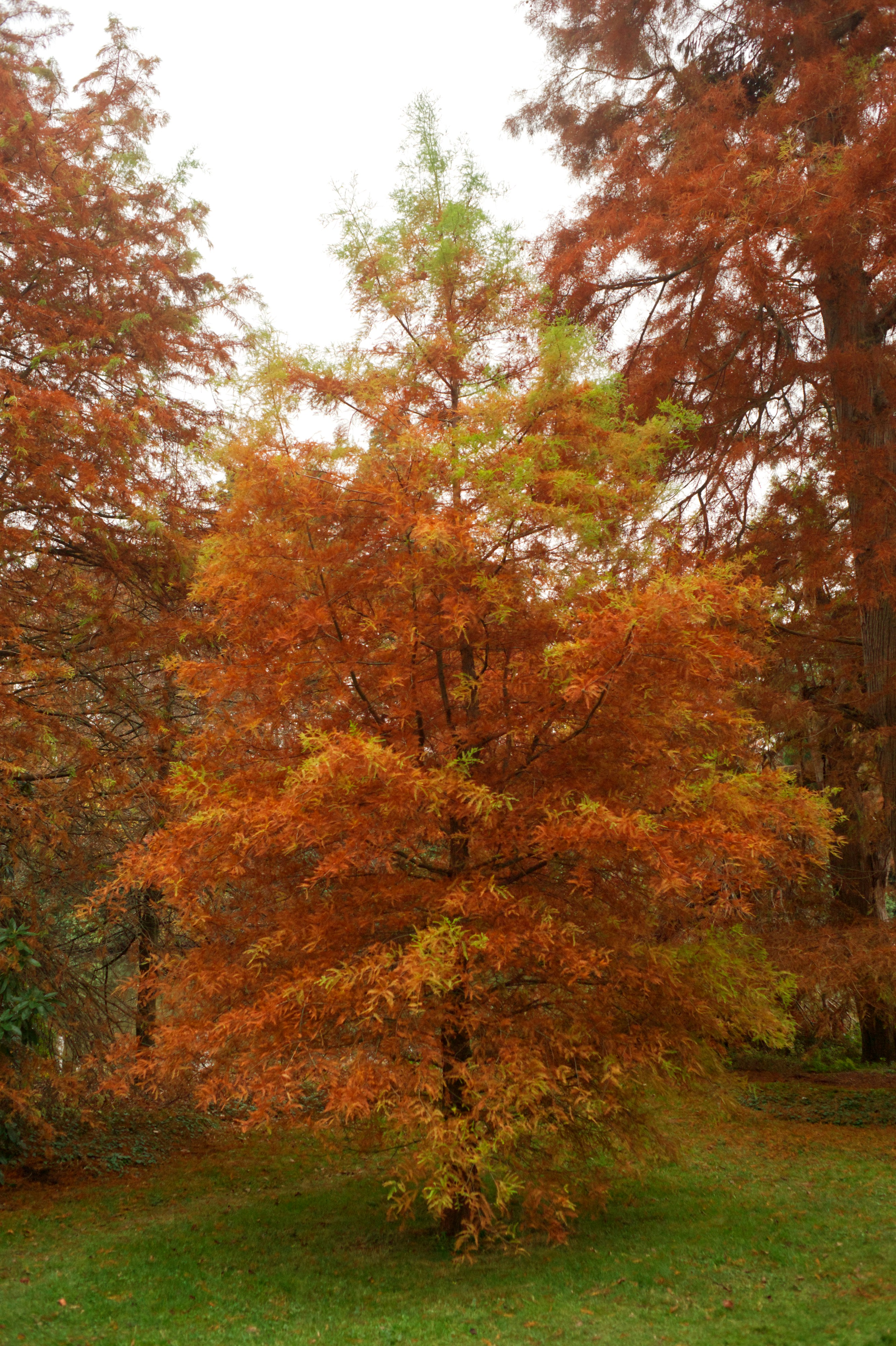 Photograph of a flame-orange maple tree in a park during autumn, with vivid fall foliage and a grassy ground.