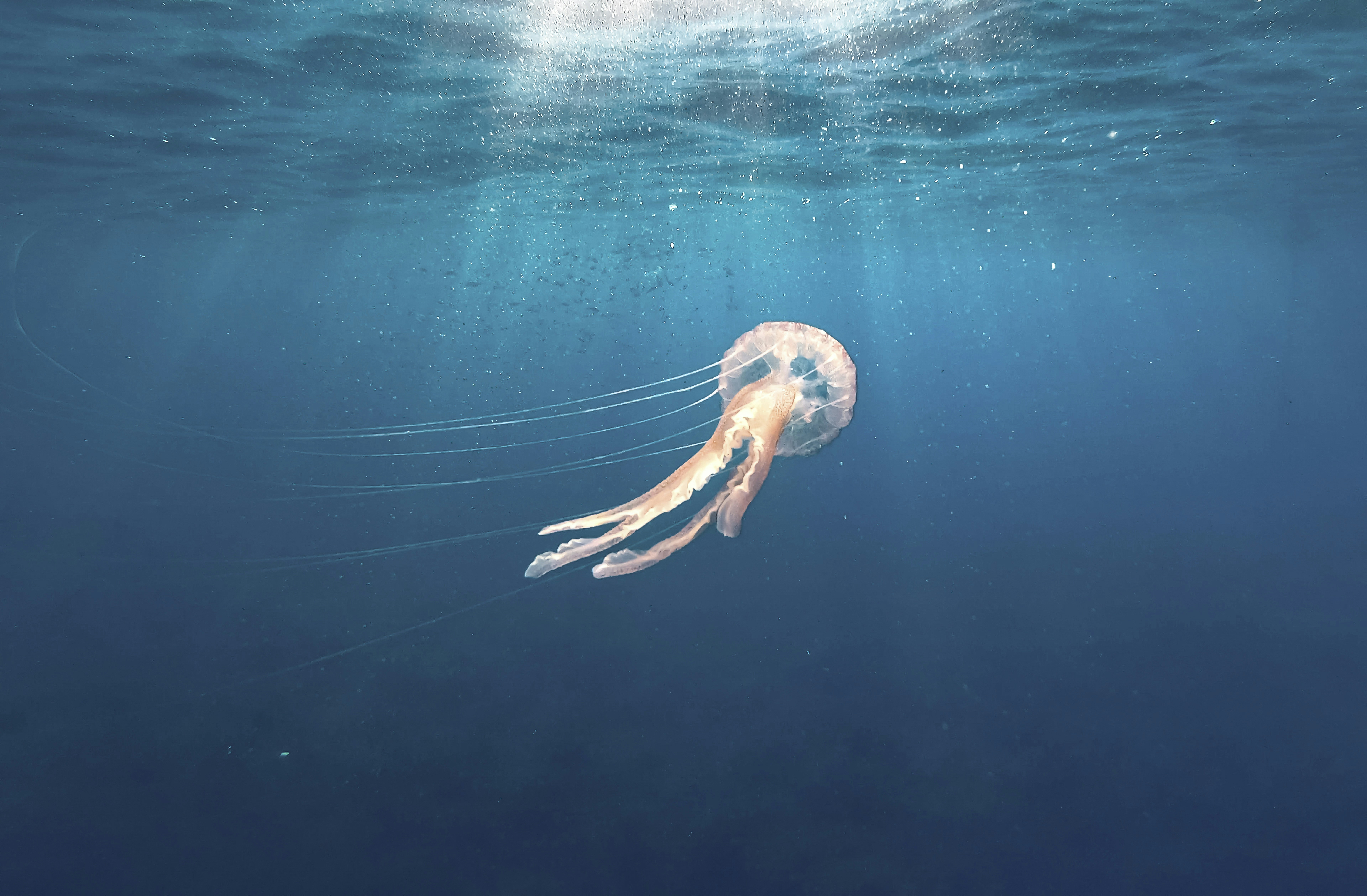 12 Sea Creatures With Alien-Like Adaptations - Animals Around The Globe