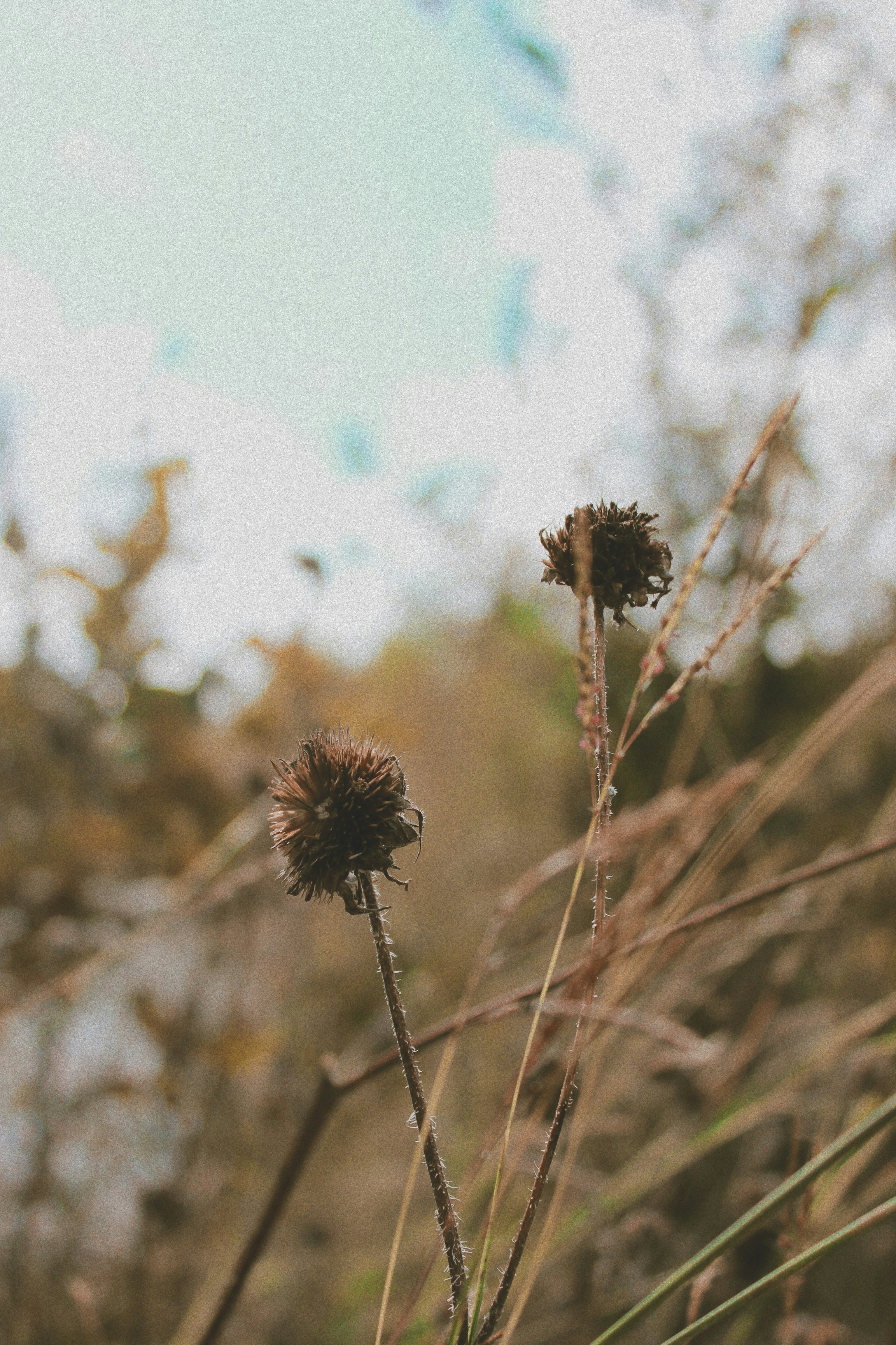Dried wildflowers stand tall amidst a backdrop of softly blurred greenery and sky. The delicate details of the flowers contrast with the ambient softness of the environment.