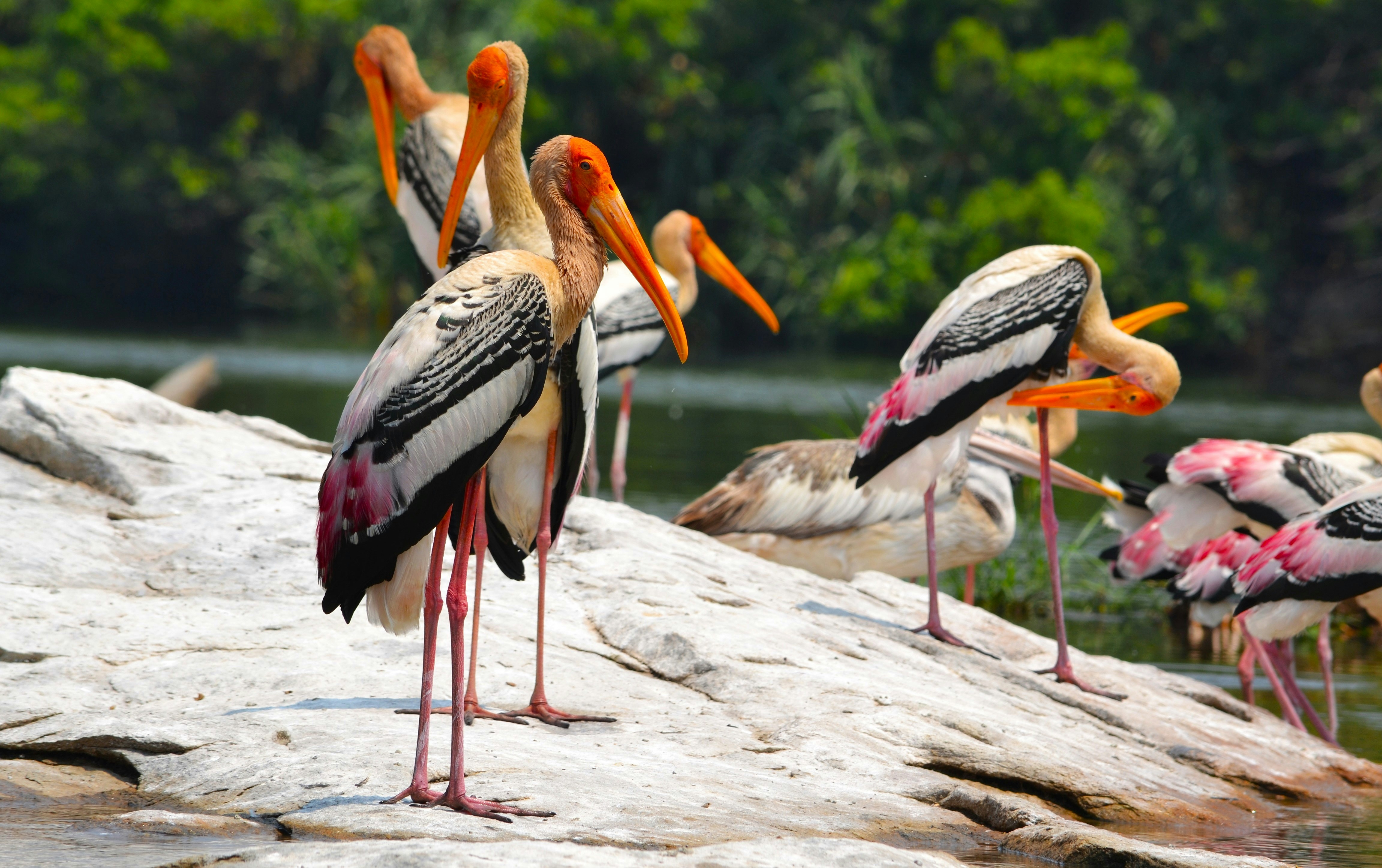 Orange-crested Pelicans on sunlit granite by a riverbank