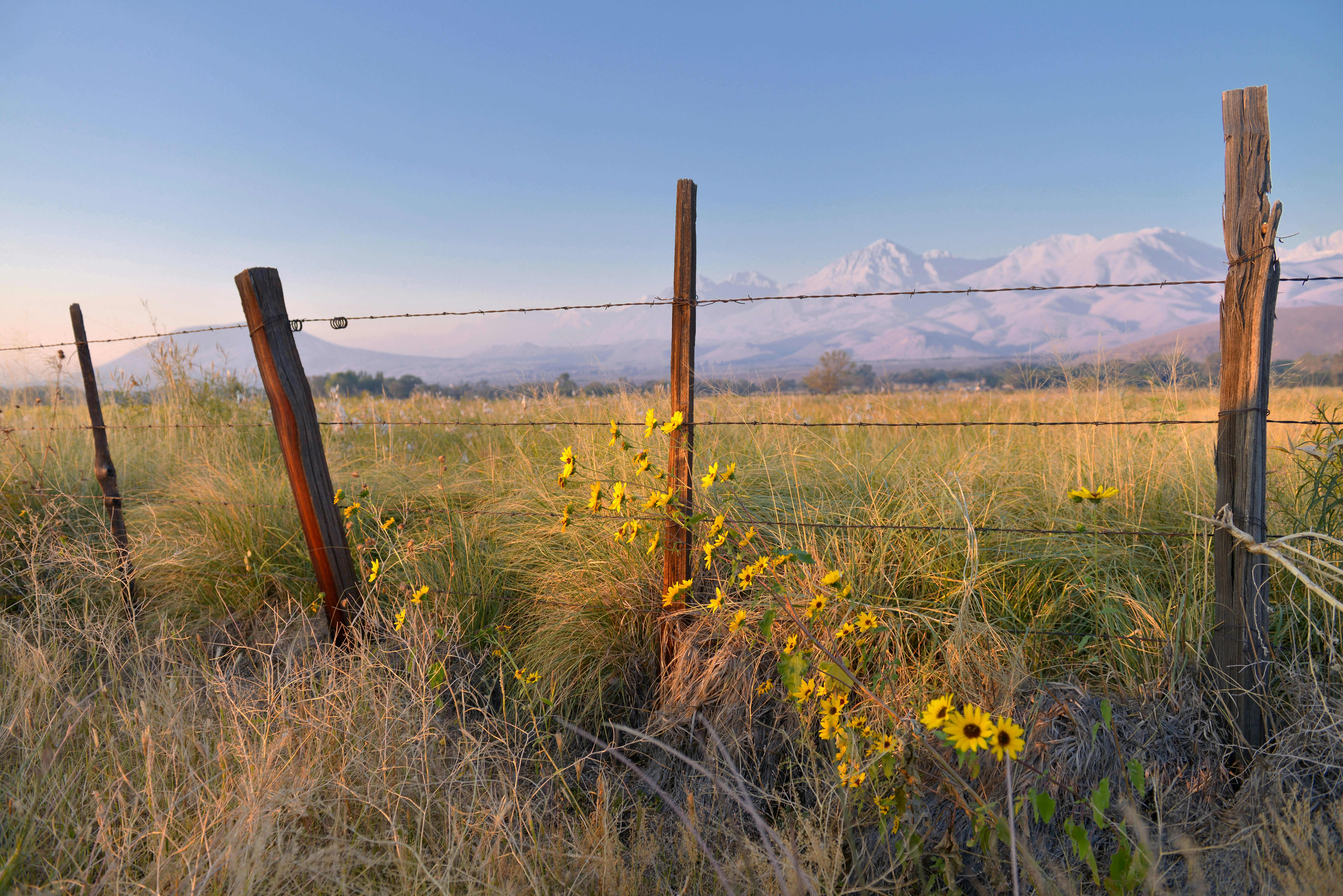 Sunlit Fence and Wildflowers with Snow-capped Peaks