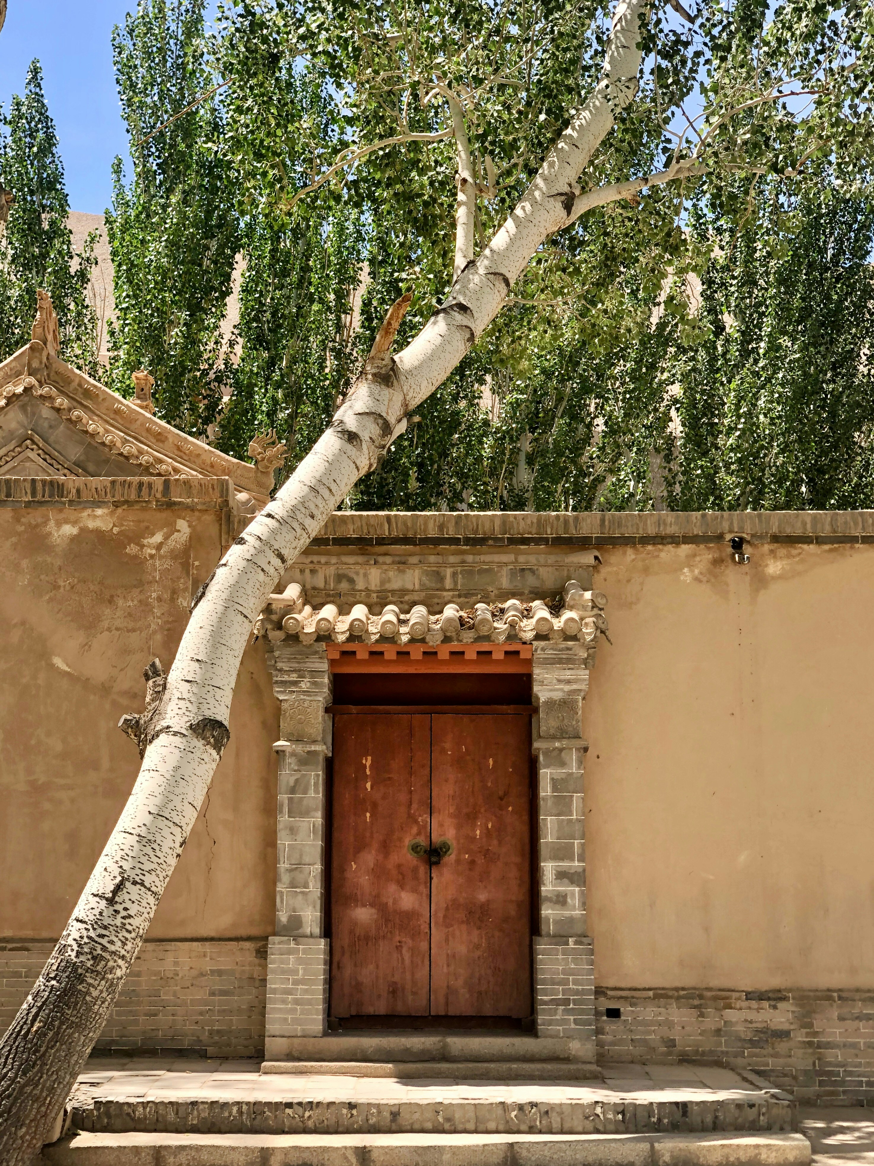 Ancient Wooden Doorway Framed by a Leaning Tree