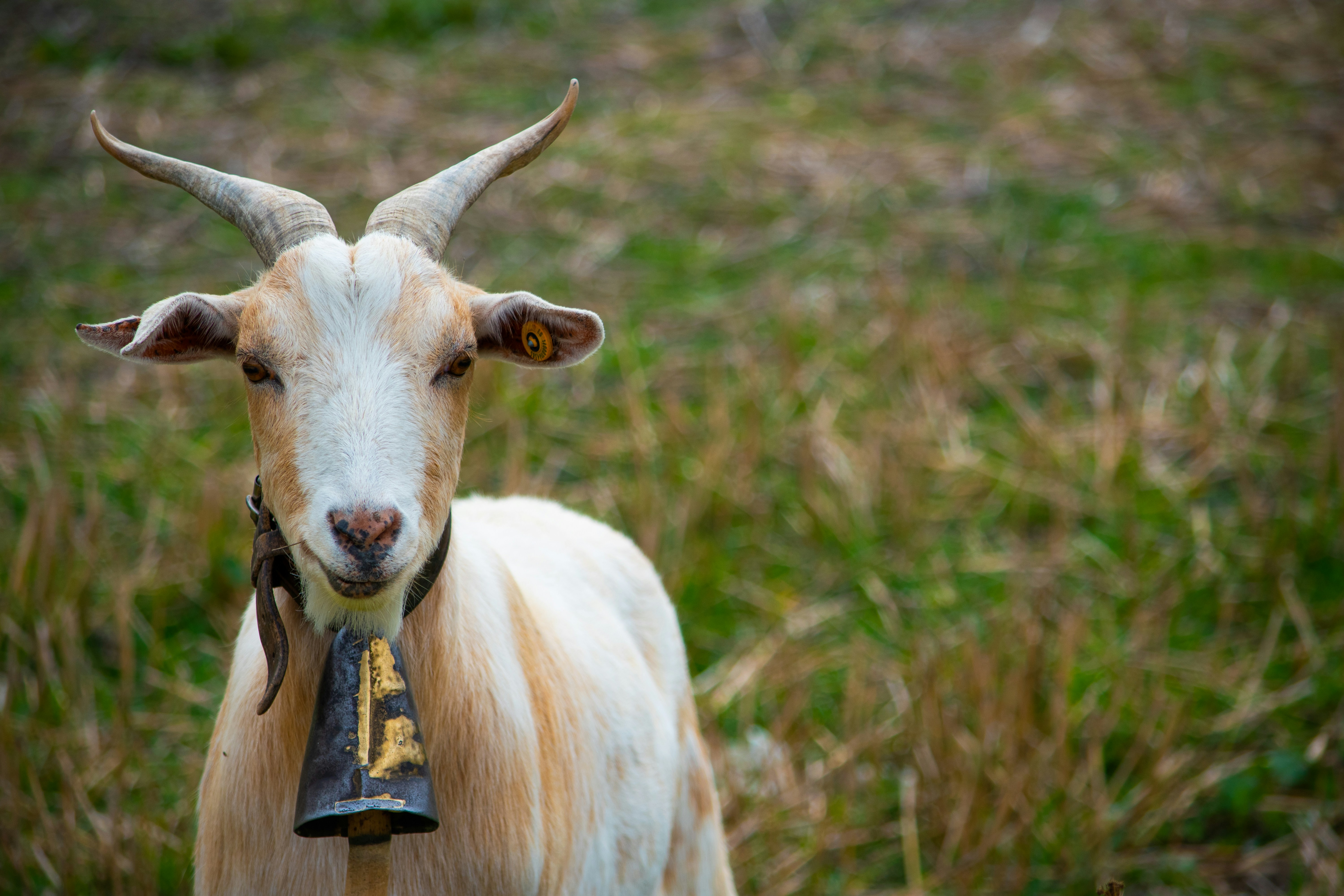 A goat with horns and a bell around its neck photo – Free Badostáin ...