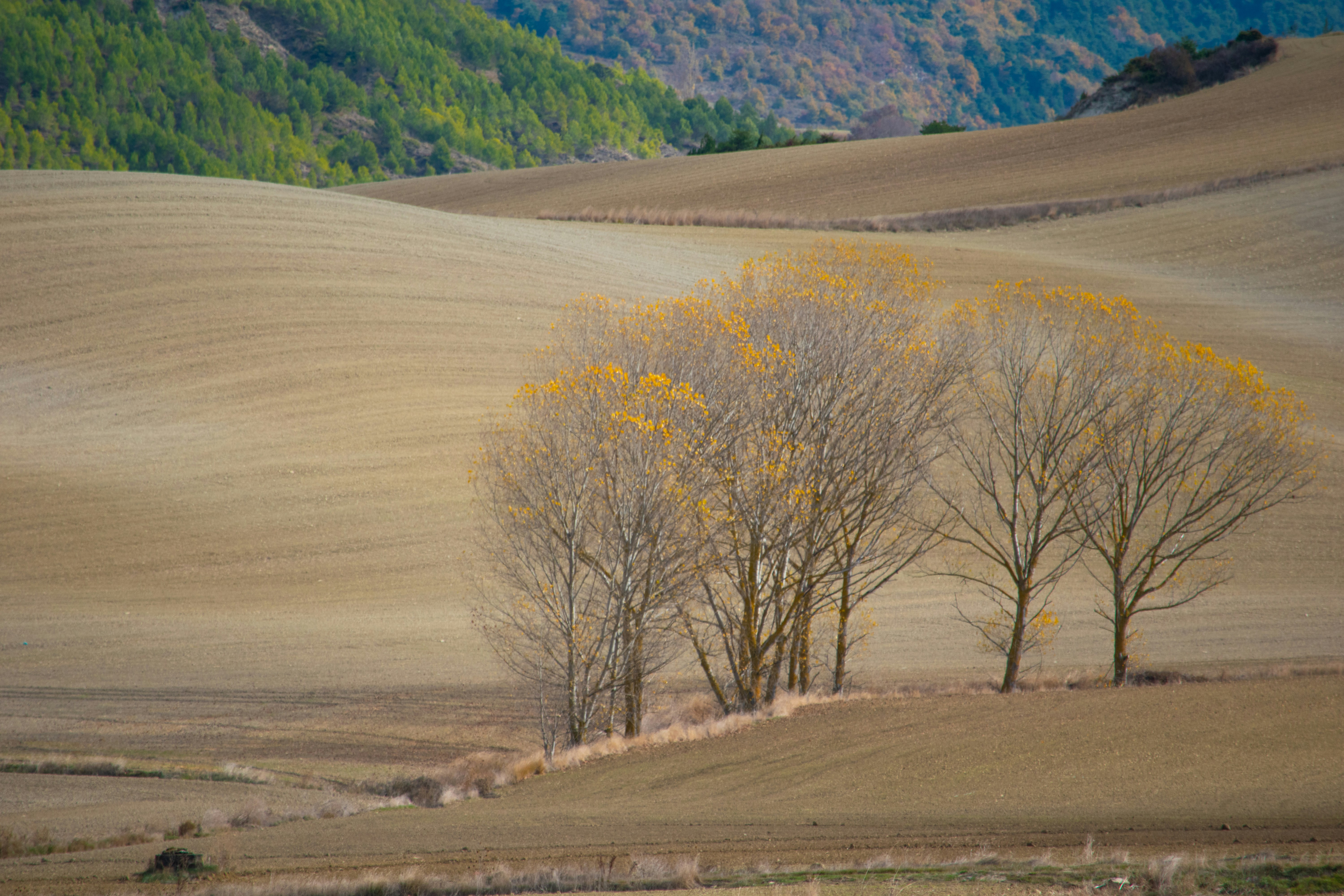 The Golden Quartet on Rolling Hills
