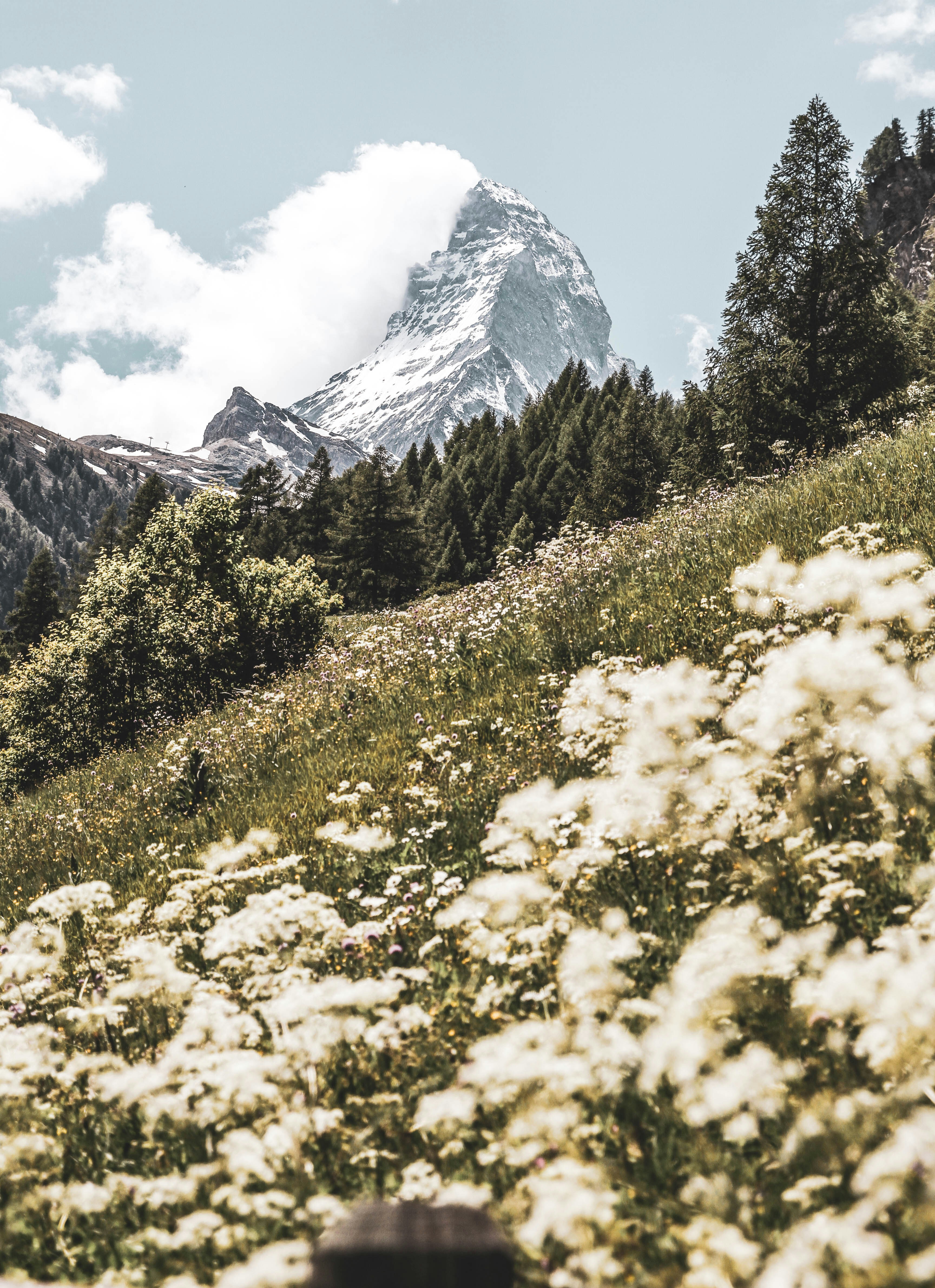 Snow Peak Overlook: Wildflowers, Slopes, and a Summit Face