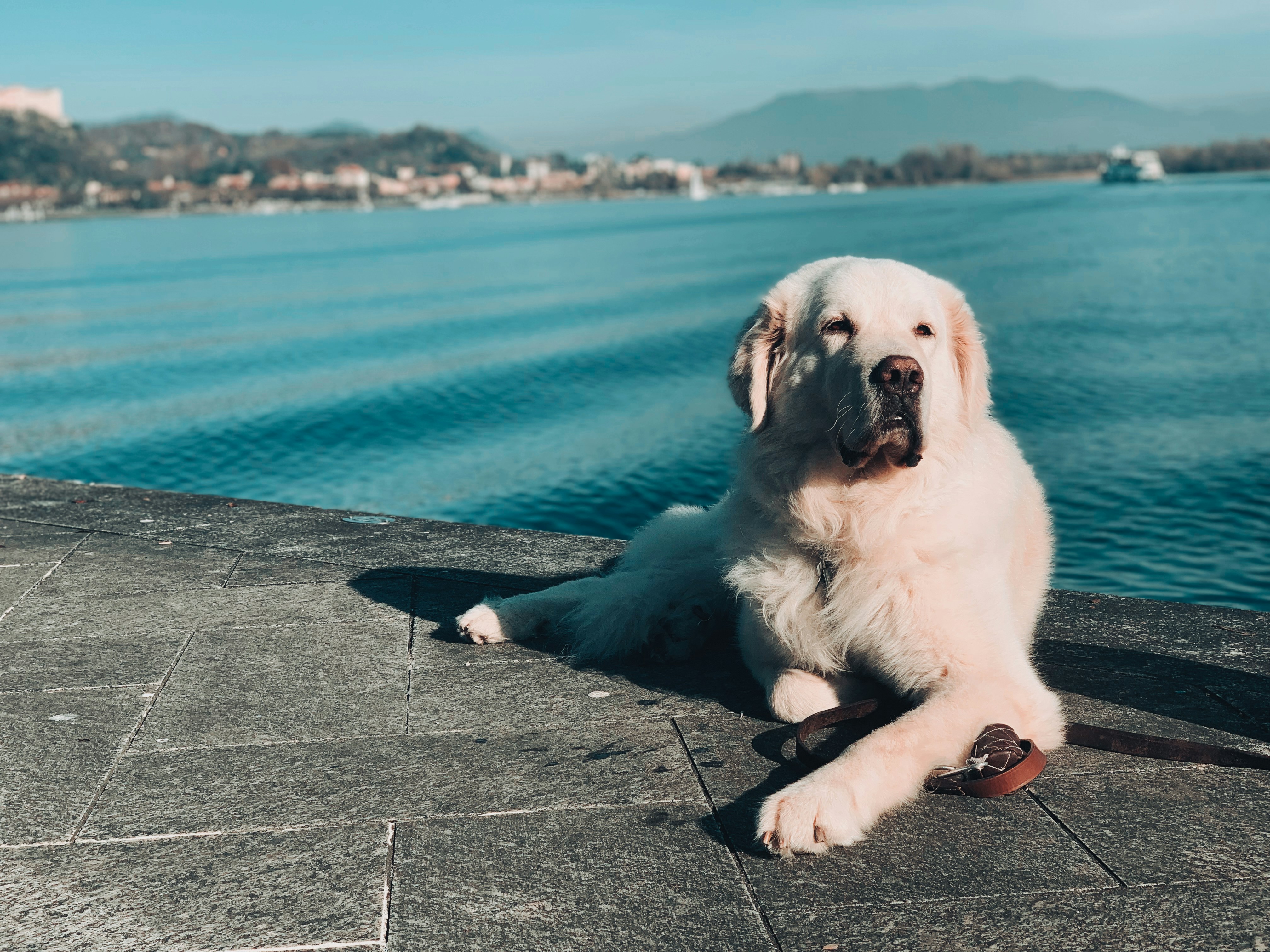 Dog photo shot on Apple iPhone XS