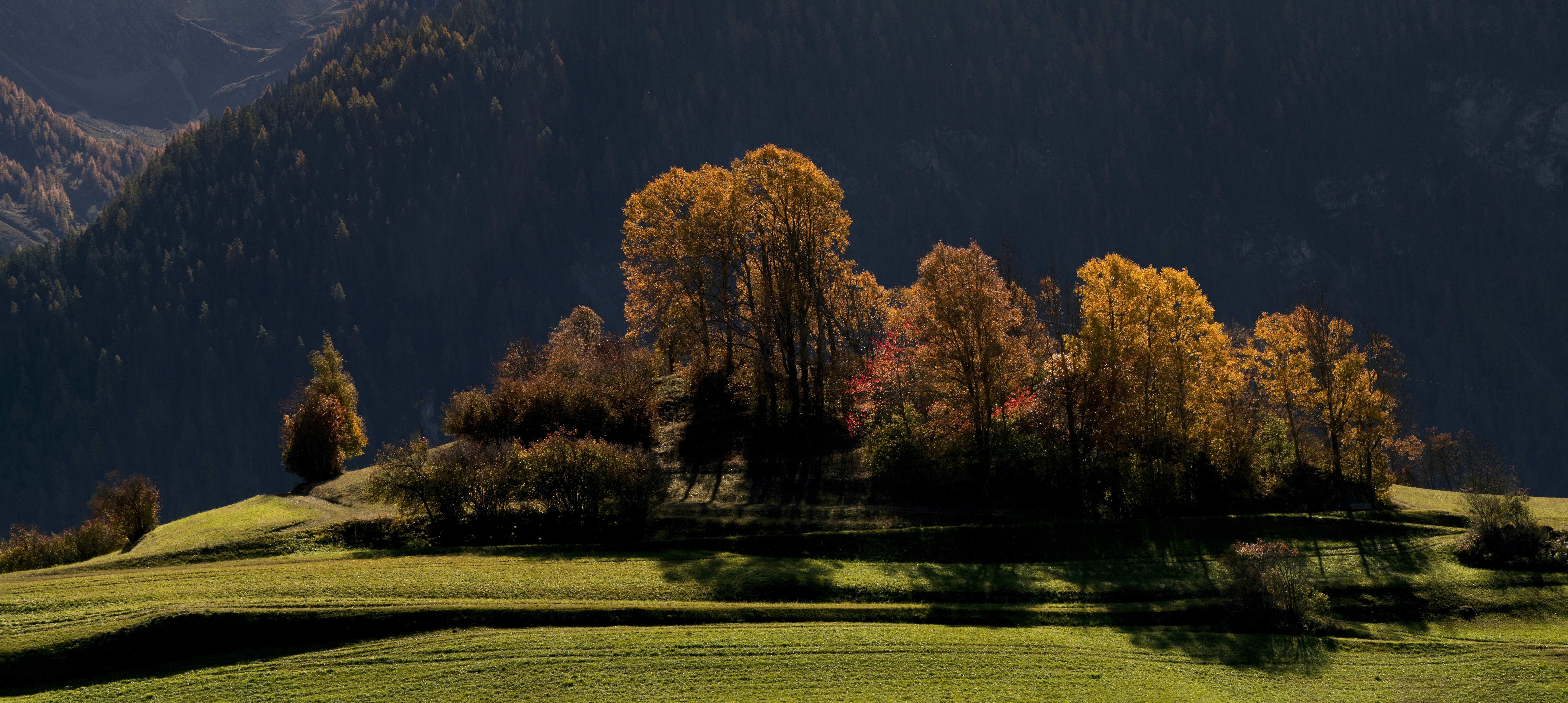 Autumn Crest: A Quiet Rim of Trees on a Sunlit Meadow