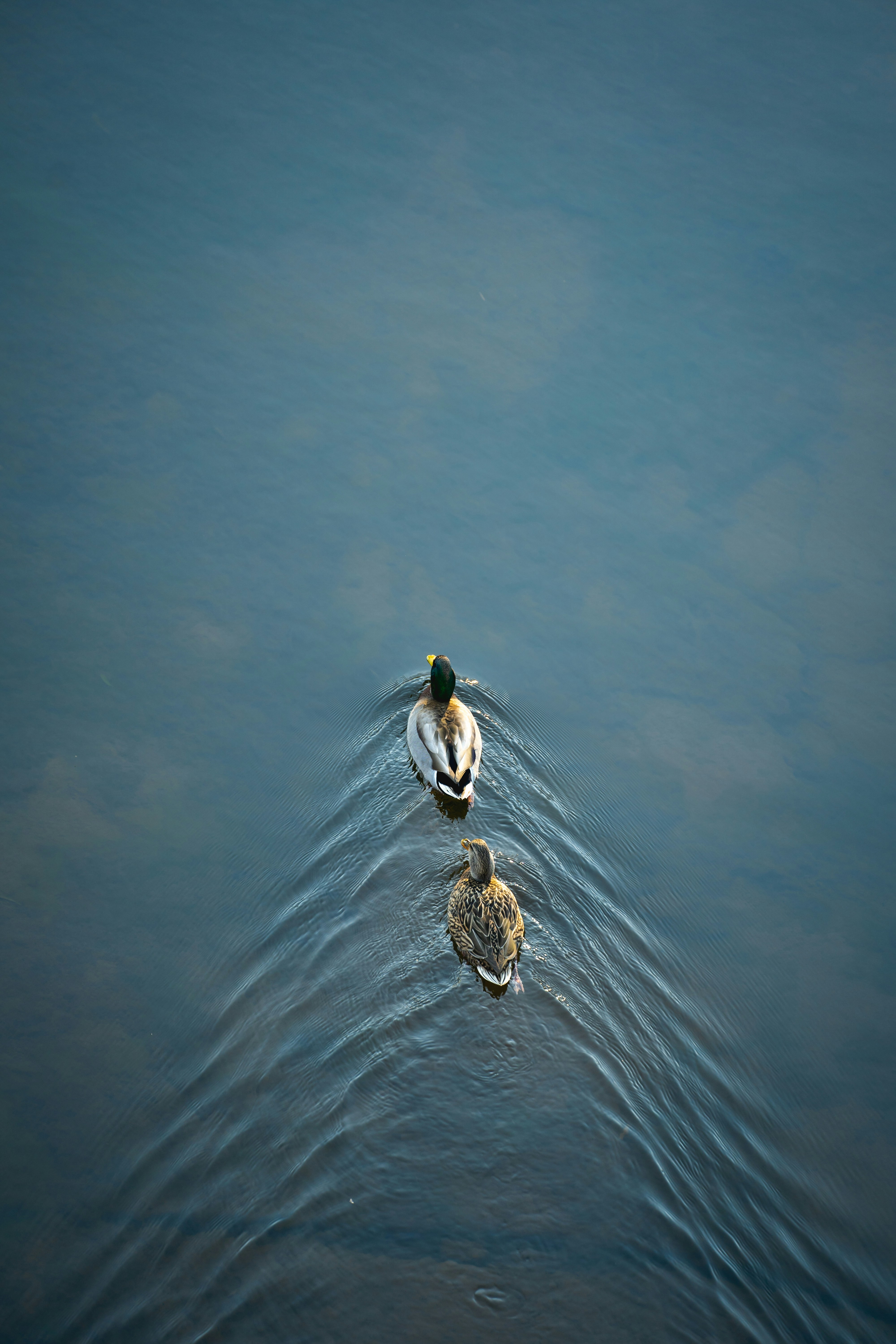 Duet on the Blue Mirror: Ducks in a Serene Wake