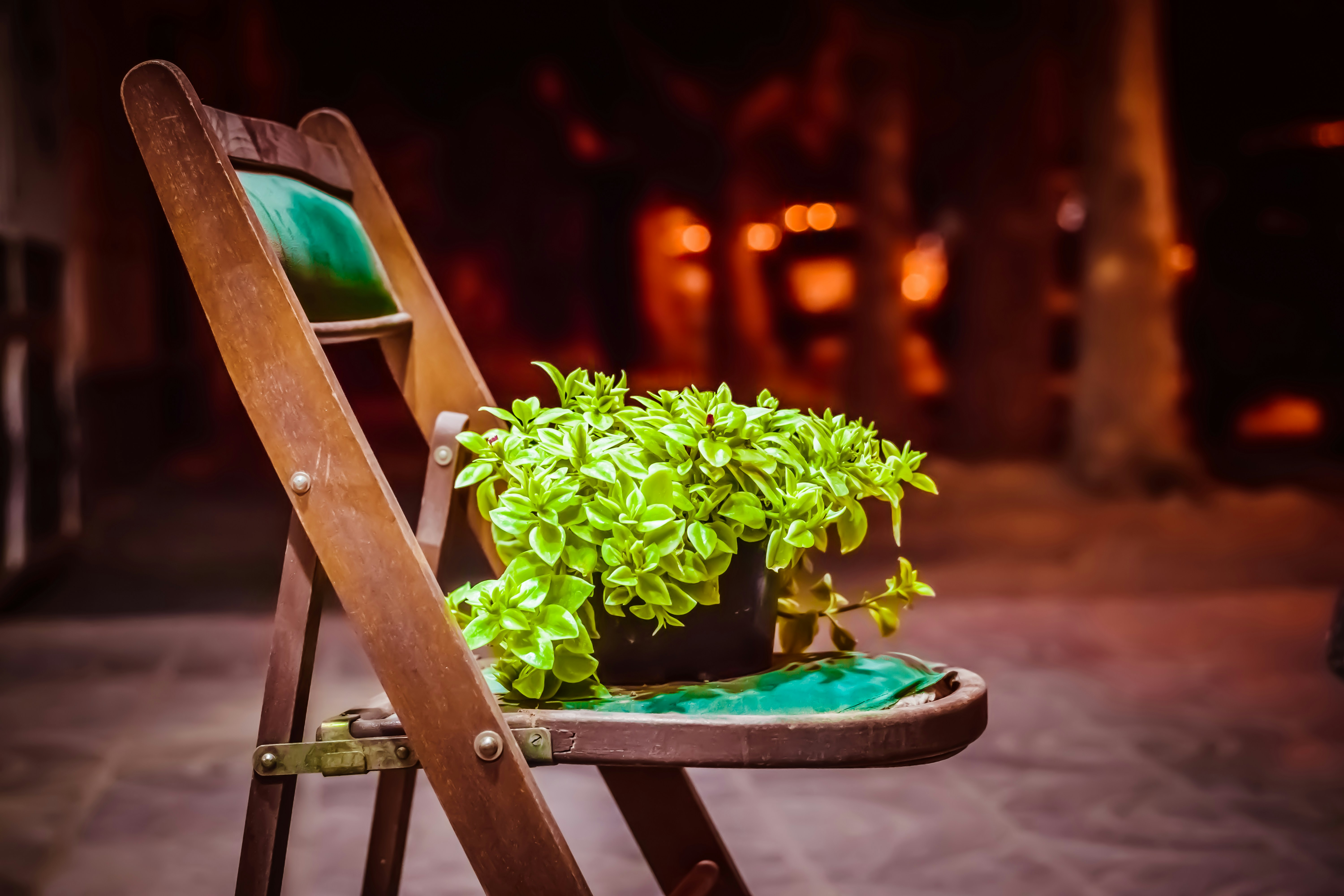 Potted green plant resting on a vintage wooden chair against a blurred city backdrop.