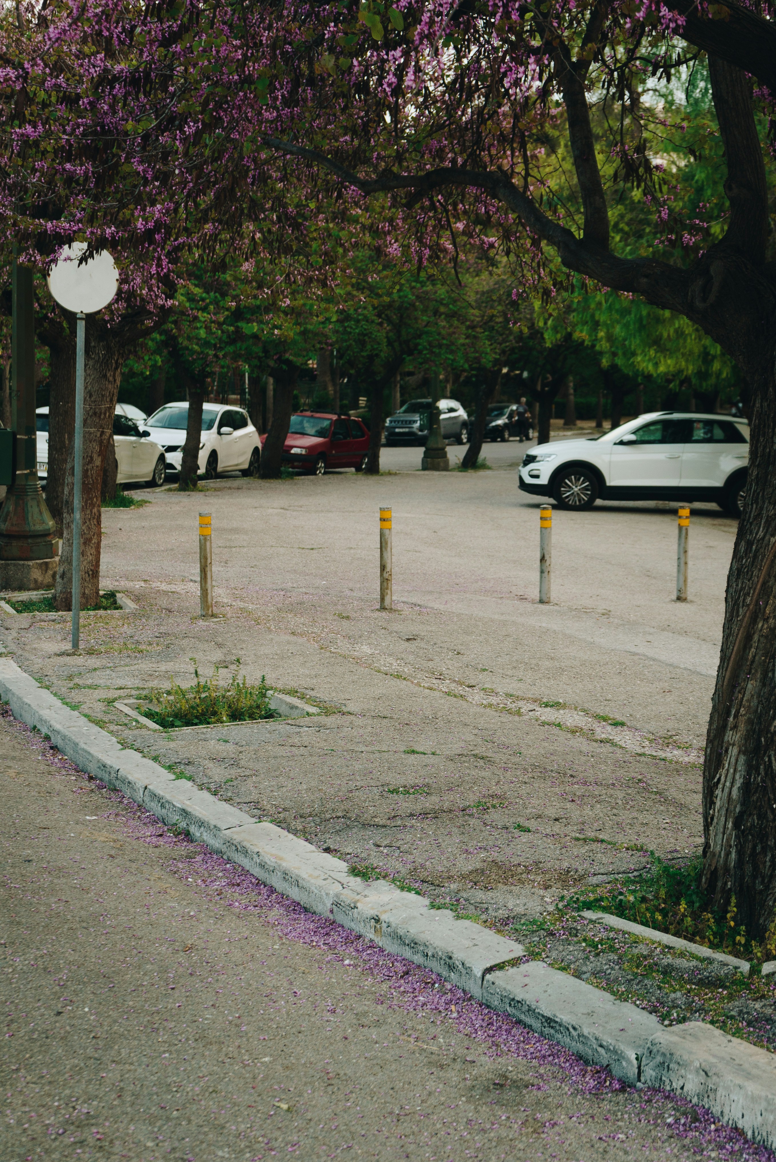 A serene parking lot adorned with fallen purple petals beneath a blooming tree, juxtaposed with parked cars in the background. The scene captures a tranquil moment in a bustling city.