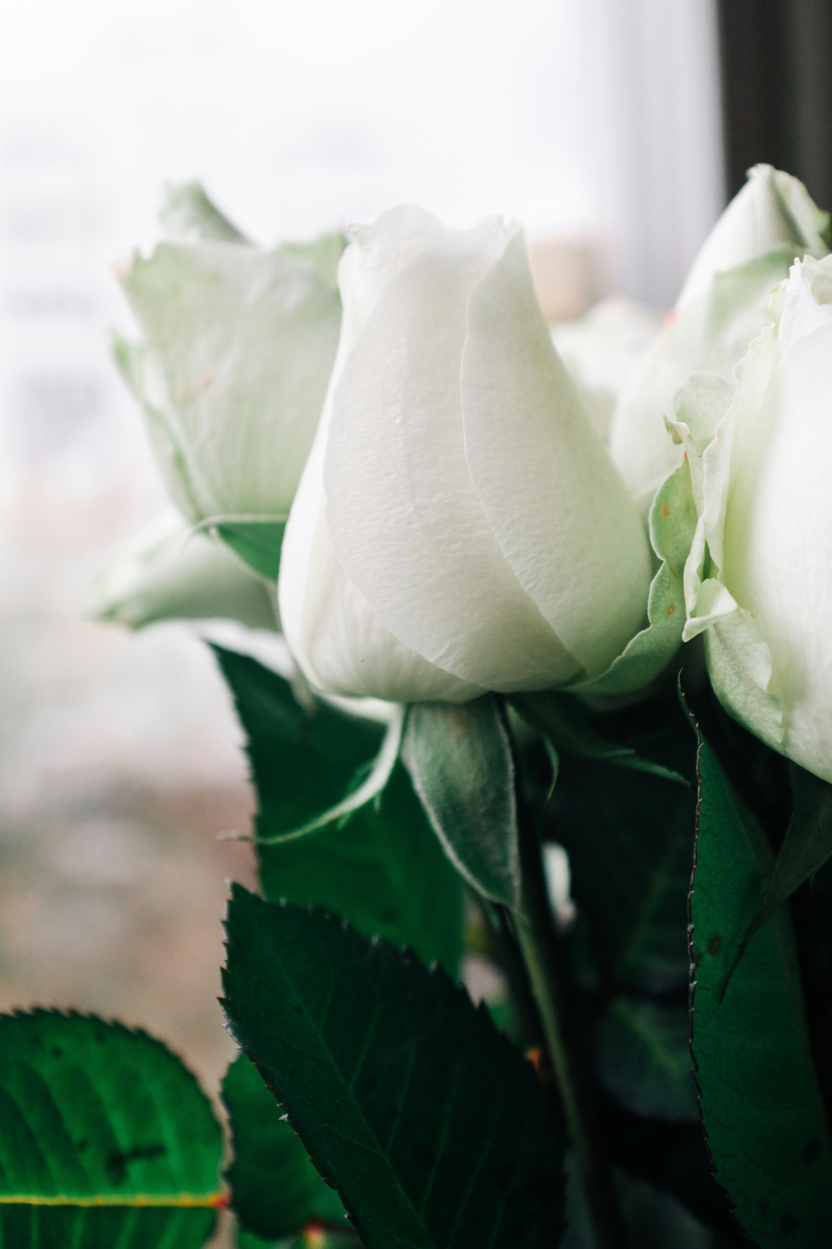 A close up of a white rose in a vase photo – Free Rose Image on Unsplash
