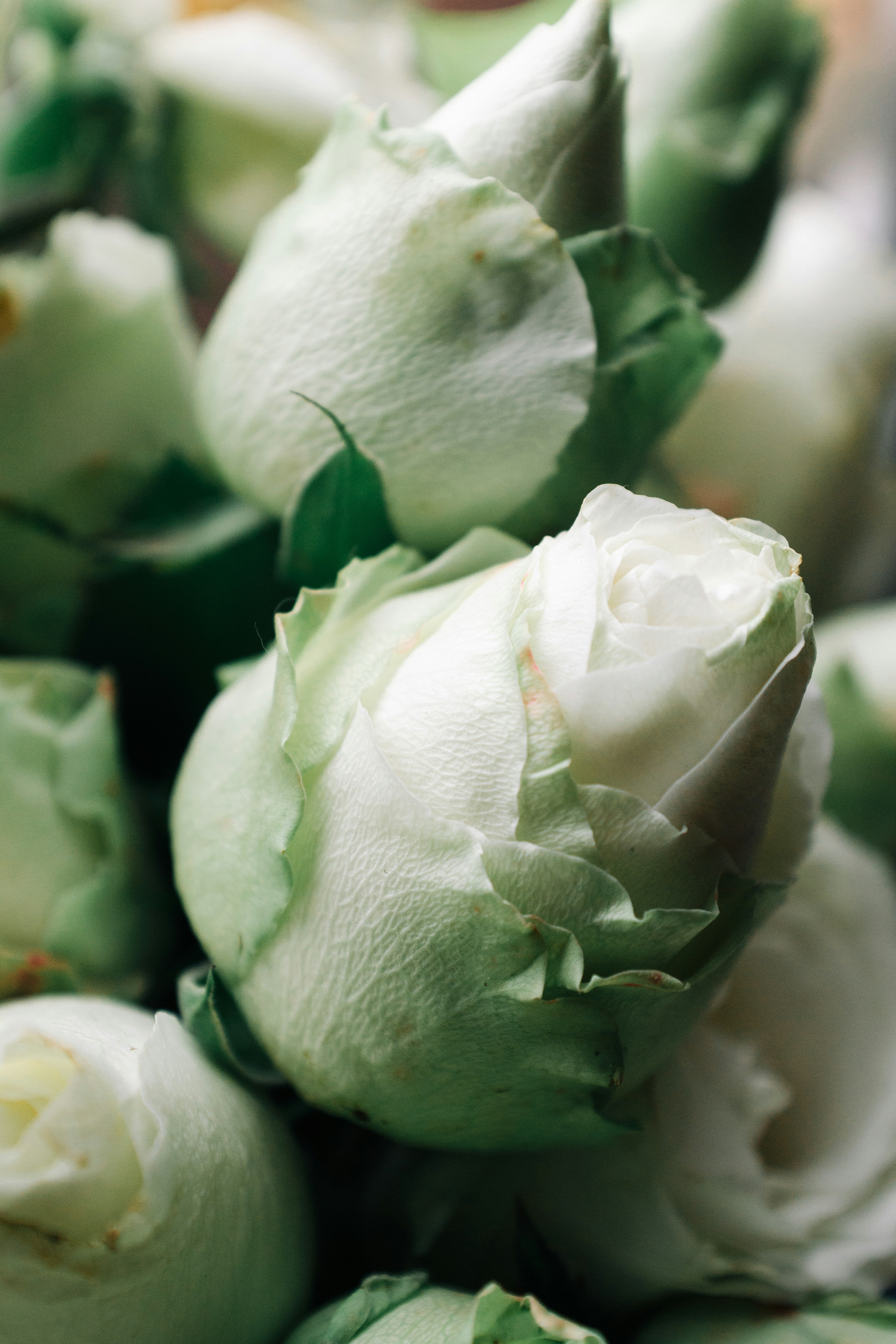 Emerald-Edged Rose Buds in Soft Focus