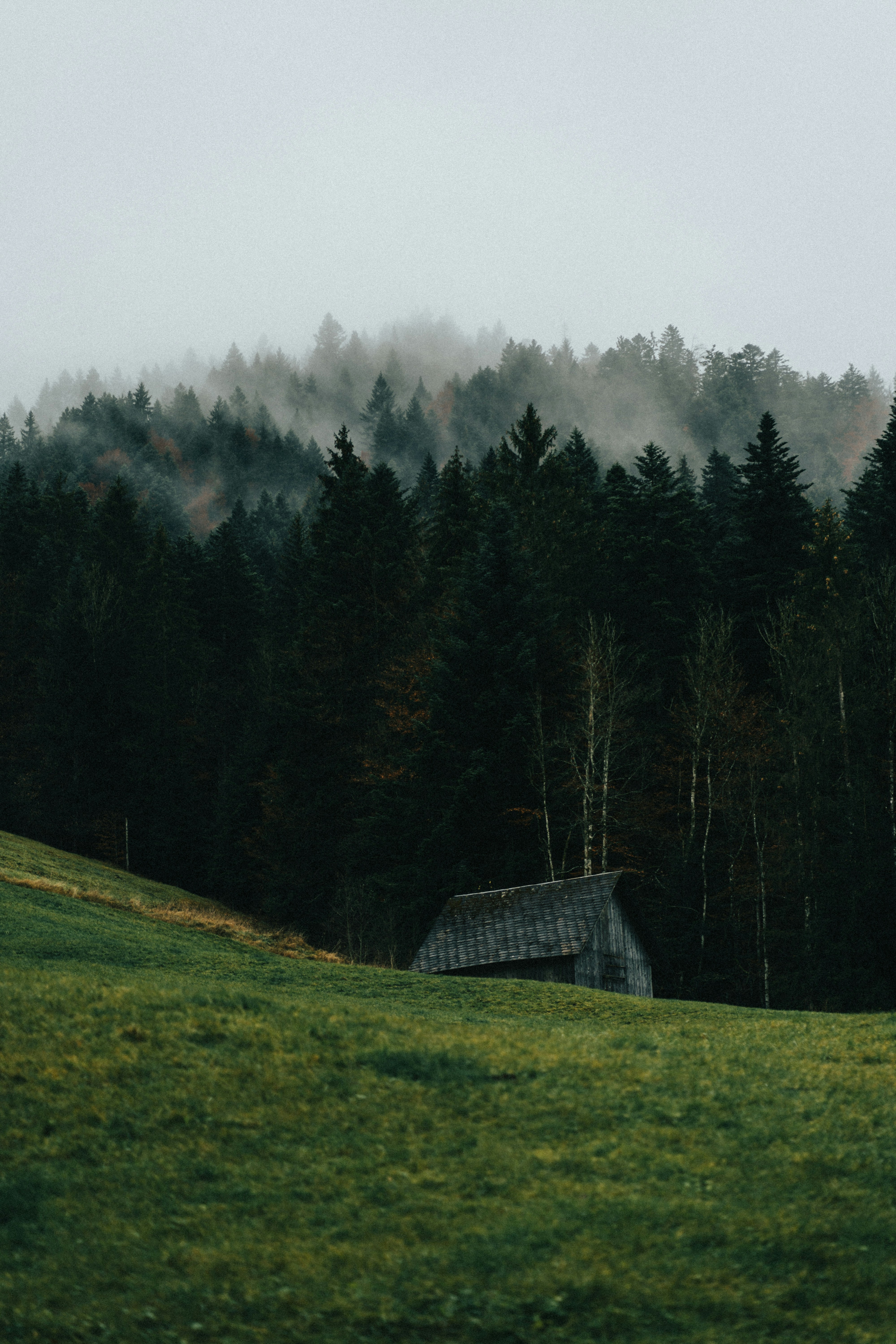 A solitary wooden cabin nestled in a lush green field, surrounded by dense, mist-covered trees. The scene evokes a sense of tranquility and isolation.