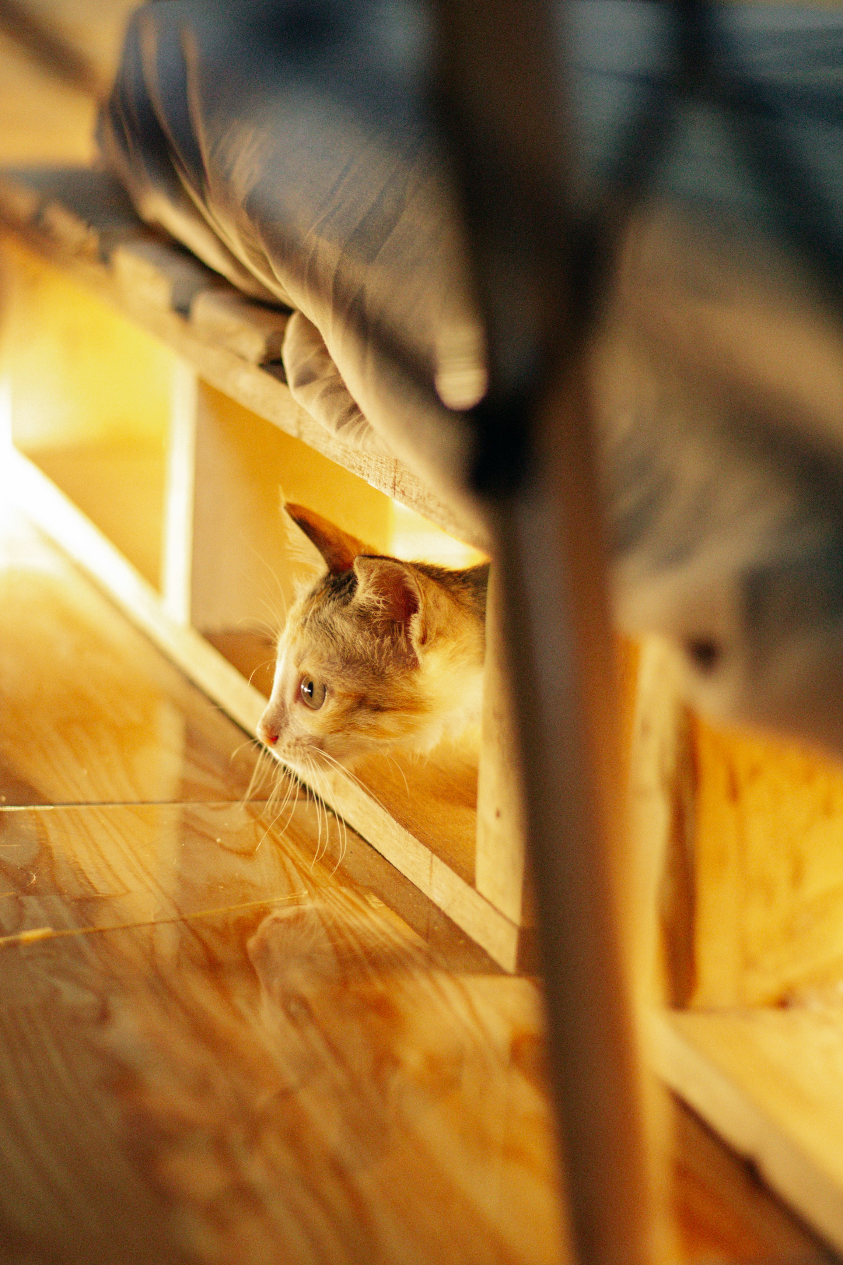 Peek of a Curious Feline: Beneath a Wooden Frame