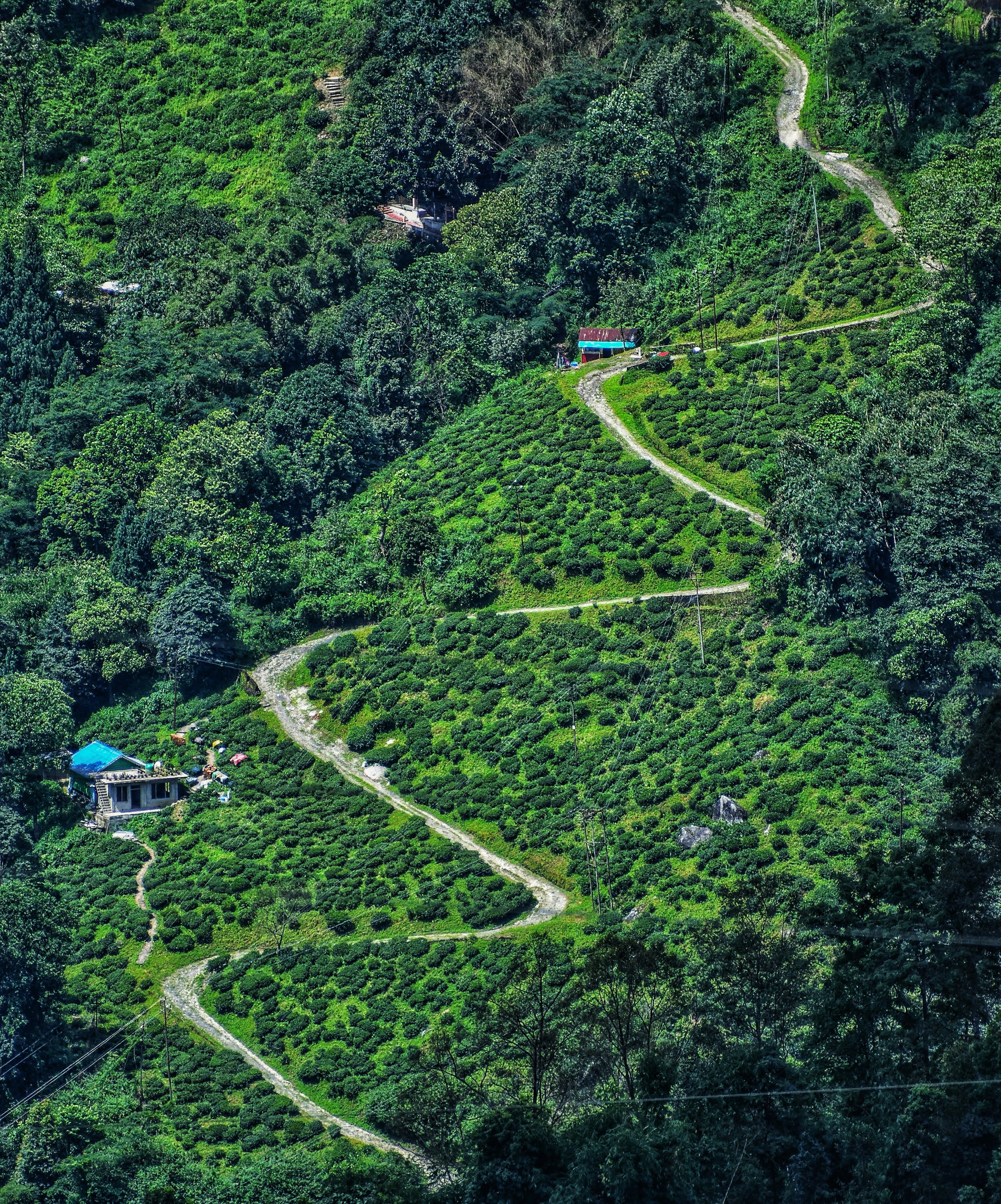 A lush green hillside covered in lots of trees photo – Free Darjeeling ...