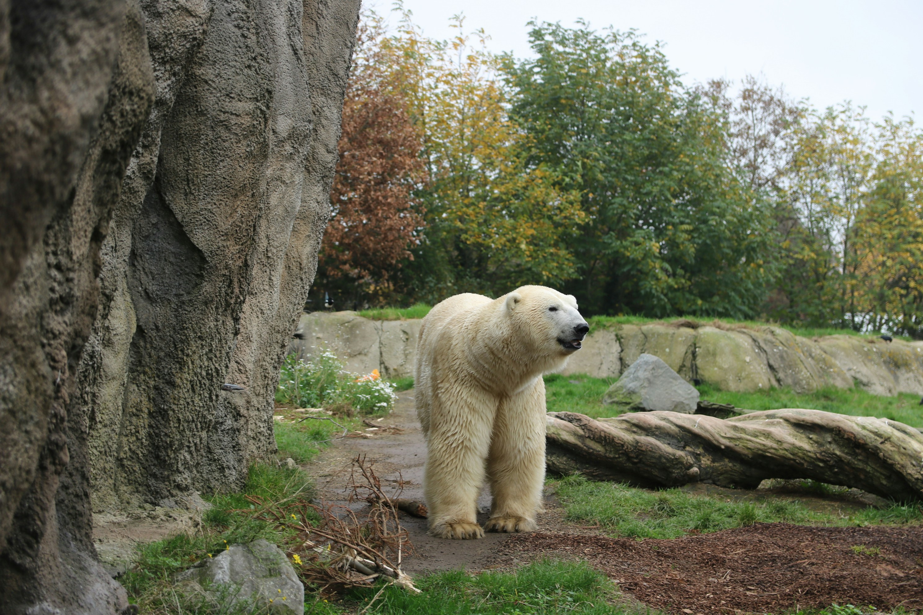 Quiet Giant at the Rock Garden